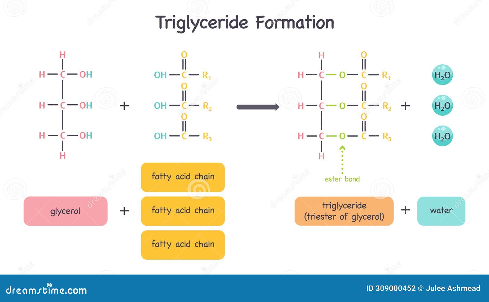 Formation of Triglycerides from Glycerol and Fatty Acids Science Vector ...