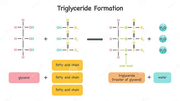 Formation of Triglycerides from Glycerol and Fatty Acids Science Vector ...