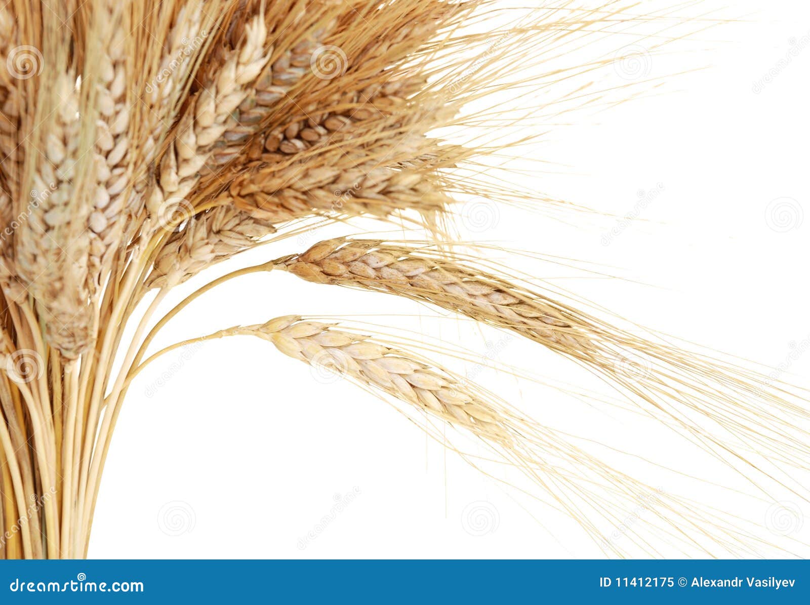 Trigo imagen de archivo. Imagen de germen, trigo, agricultura - 11412175