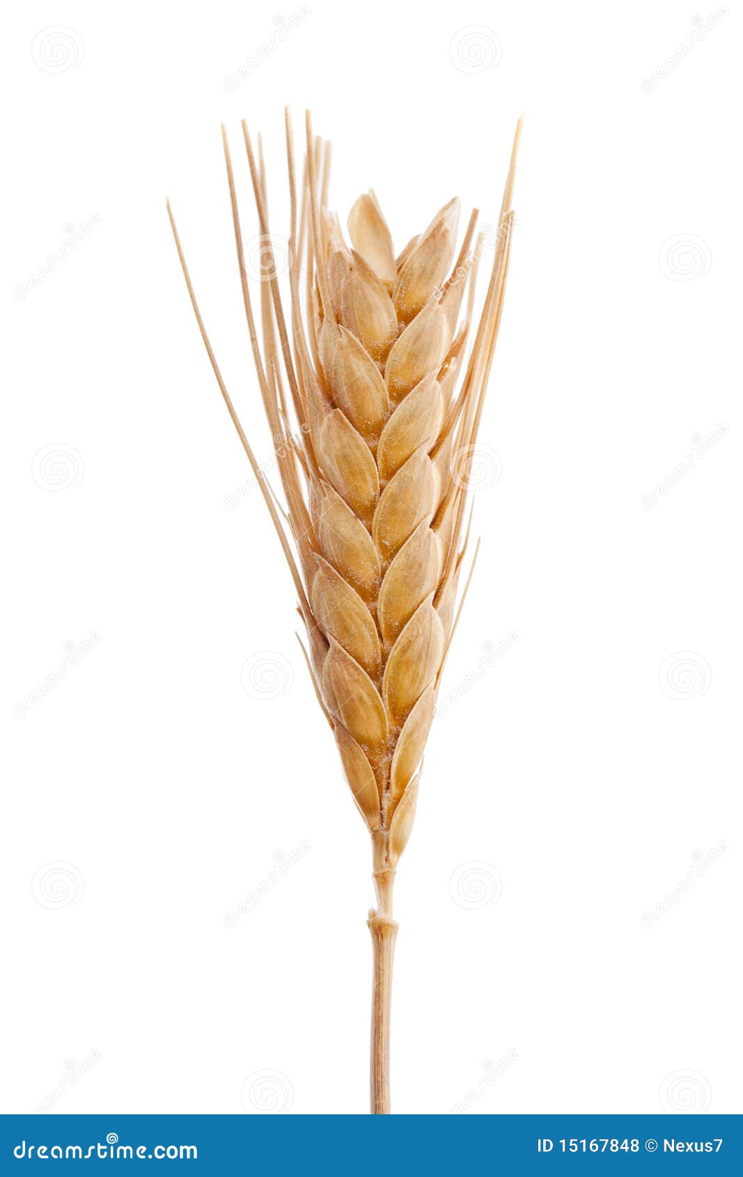 Trigo foto de archivo. Imagen de germen, planta, centeno - 15167848