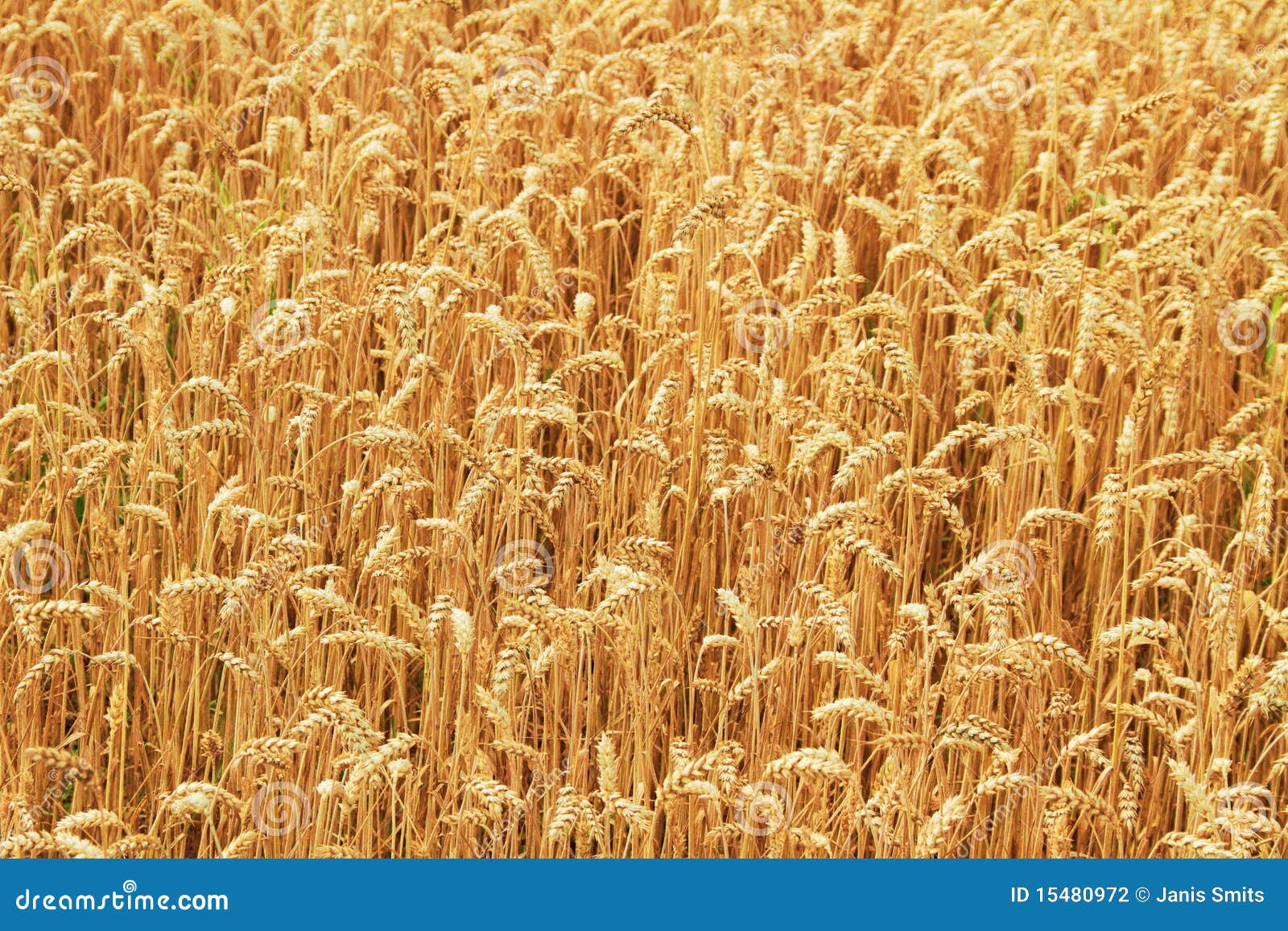 Trigo. foto de archivo. Imagen de planta, escena, amarillo - 15480972