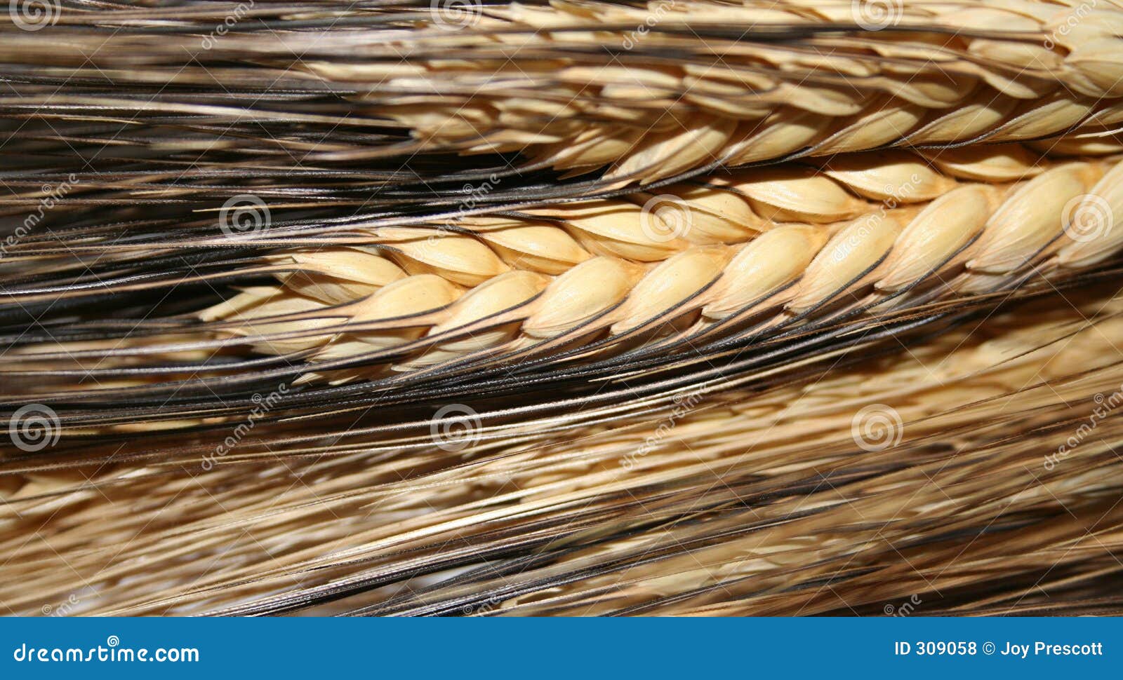 Trigo foto de stock. Imagem de semente, vitamina, grampo - 309058