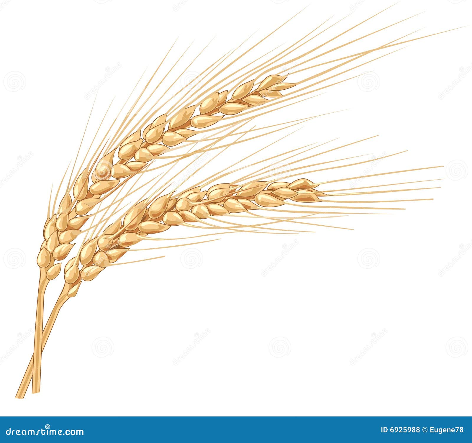 Trigo ilustração do vetor. Ilustração de alimento, orelha - 6925988