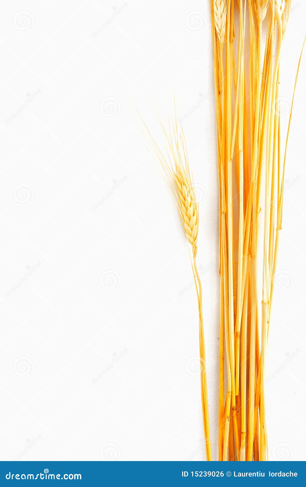 Trigo aislado en blanco foto de archivo. Imagen de fertilidad - 15239026