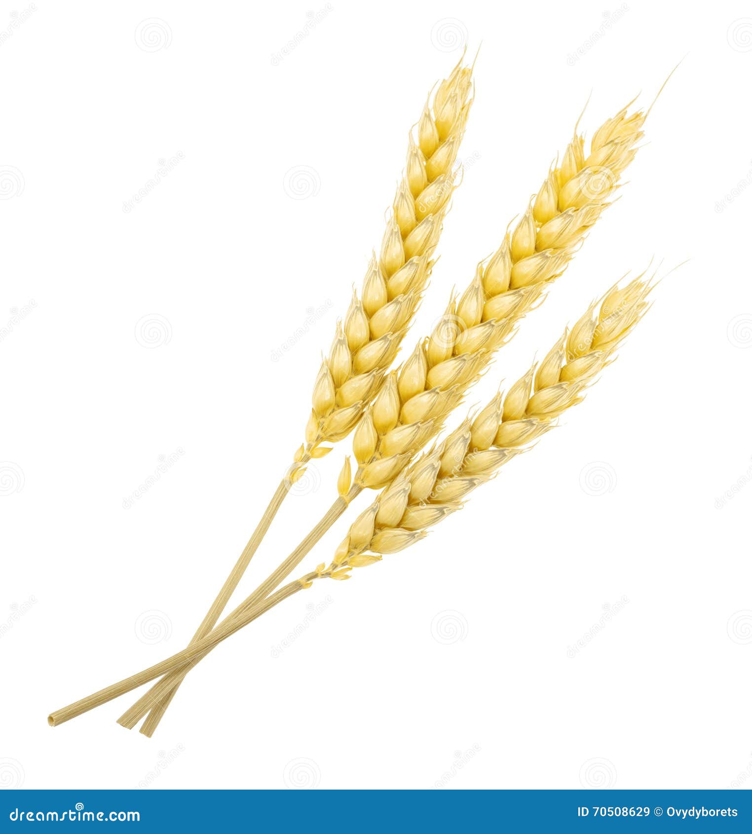Trigo Aislado En Blanco Sin La Sombra Imagen de archivo - Imagen de ...