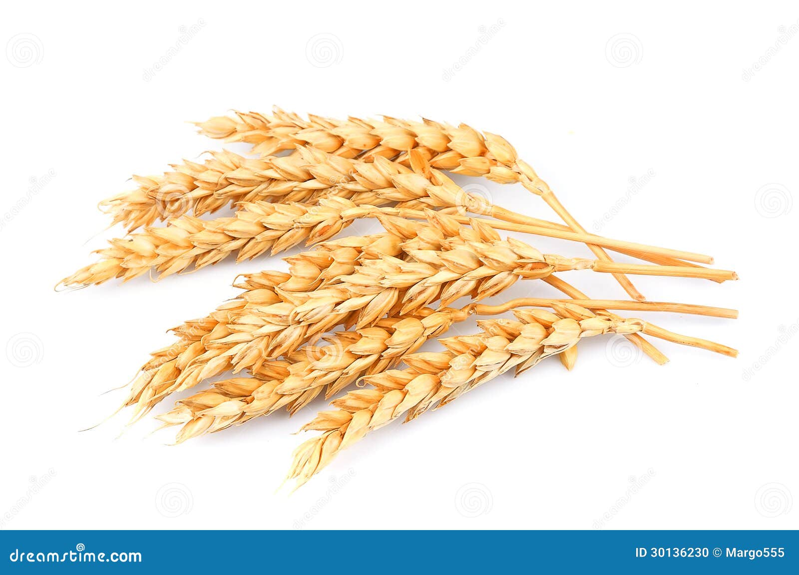 Trigo aislado foto de archivo. Imagen de harina, fresco - 30136230