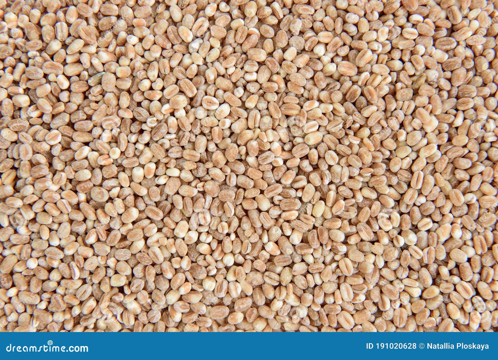 Trigo Aislado Sobre Fondo Blanco Foto de archivo - Imagen de travieso ...