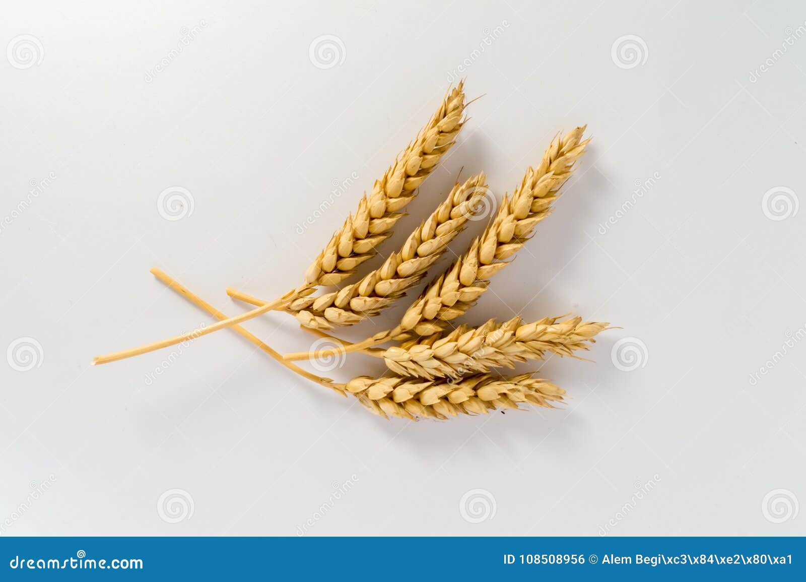 Trigo Amarillo En El Fondo Blanco Foto de archivo - Imagen de germen ...