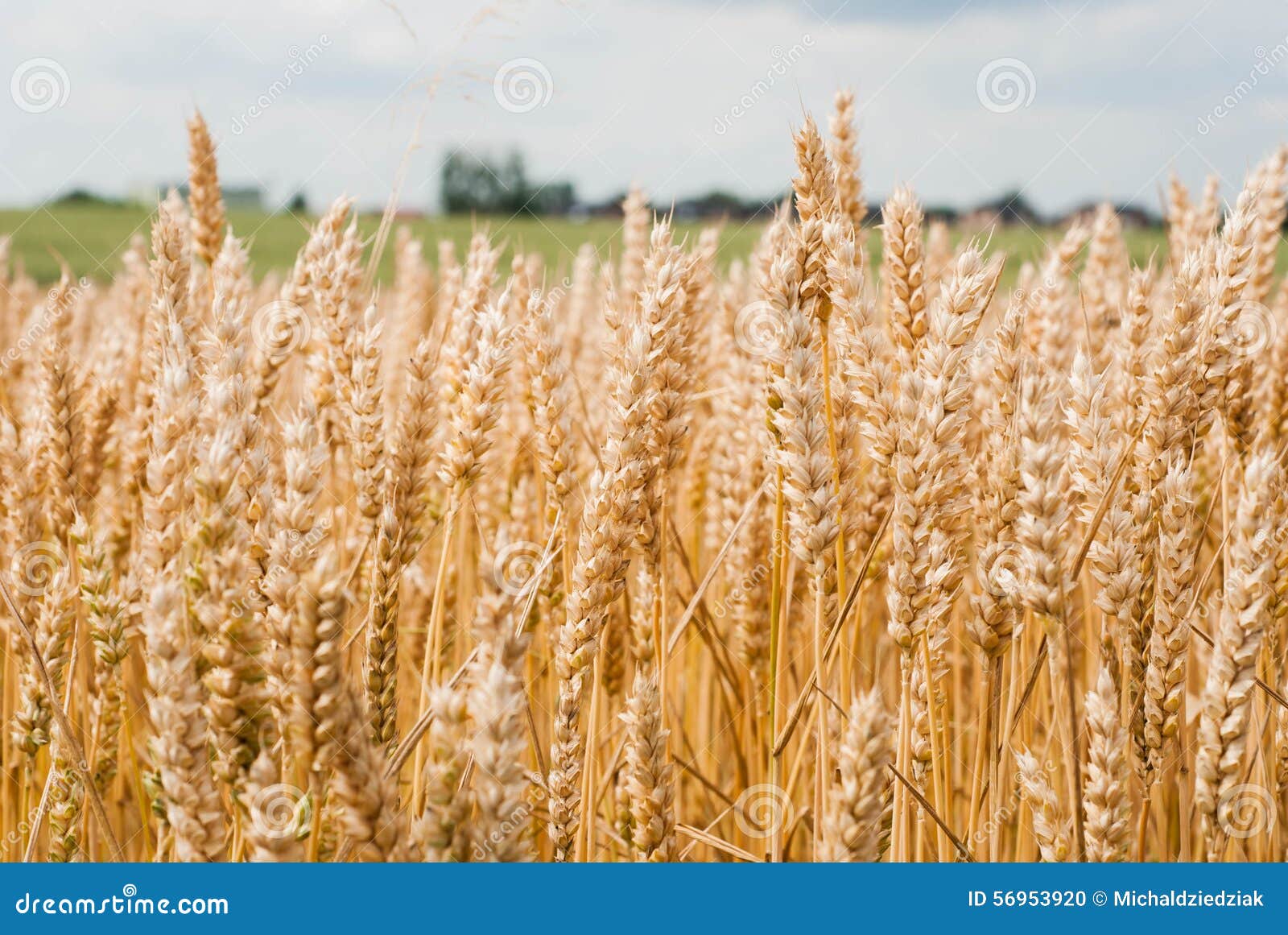 Trigo Amarillo Que Crece En Un Campo De Granja Foto de archivo - Imagen ...