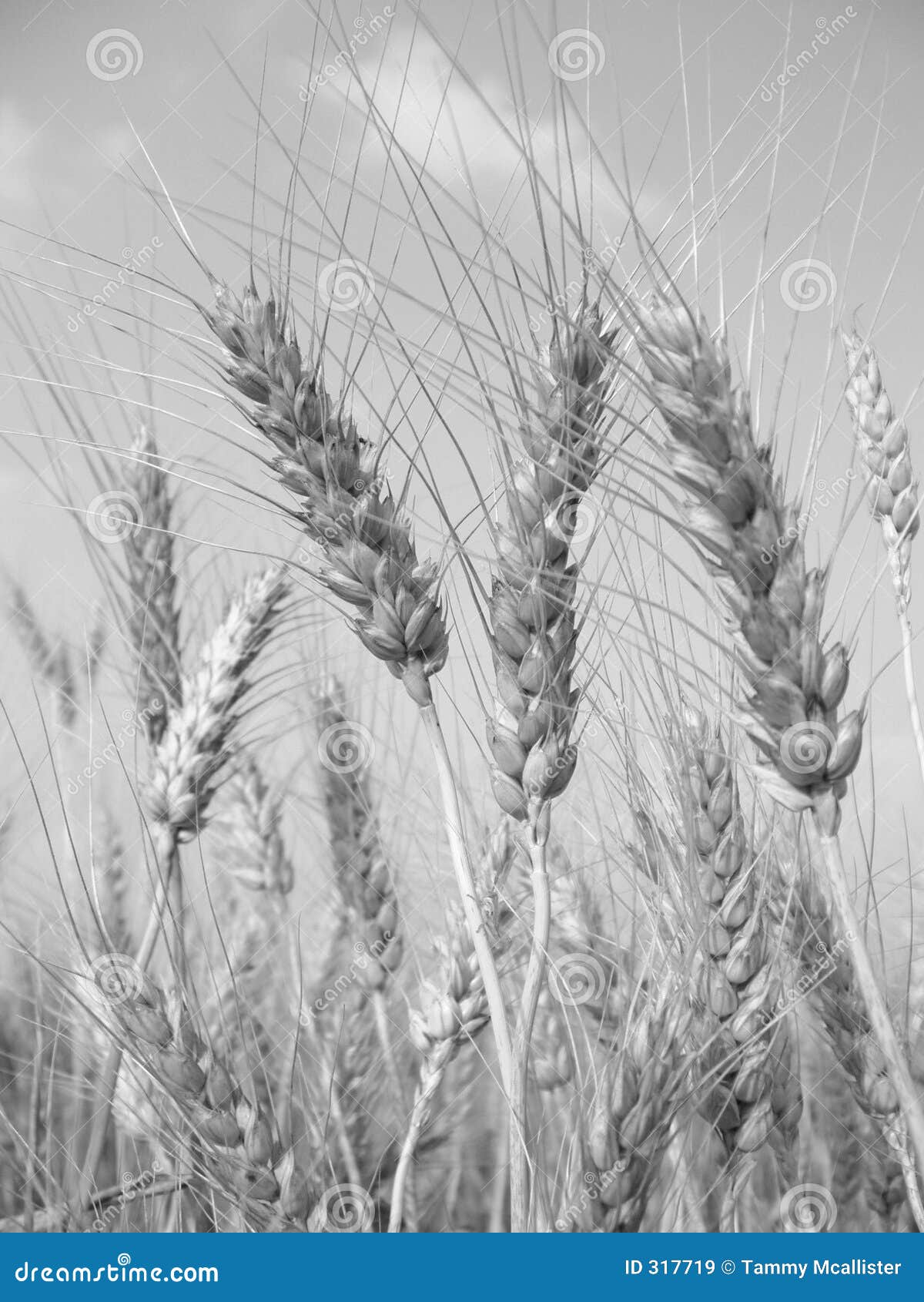 Trigo Blanco Y Negro Campo De Trigo En Blanco Y Negro Foto De Stock Y