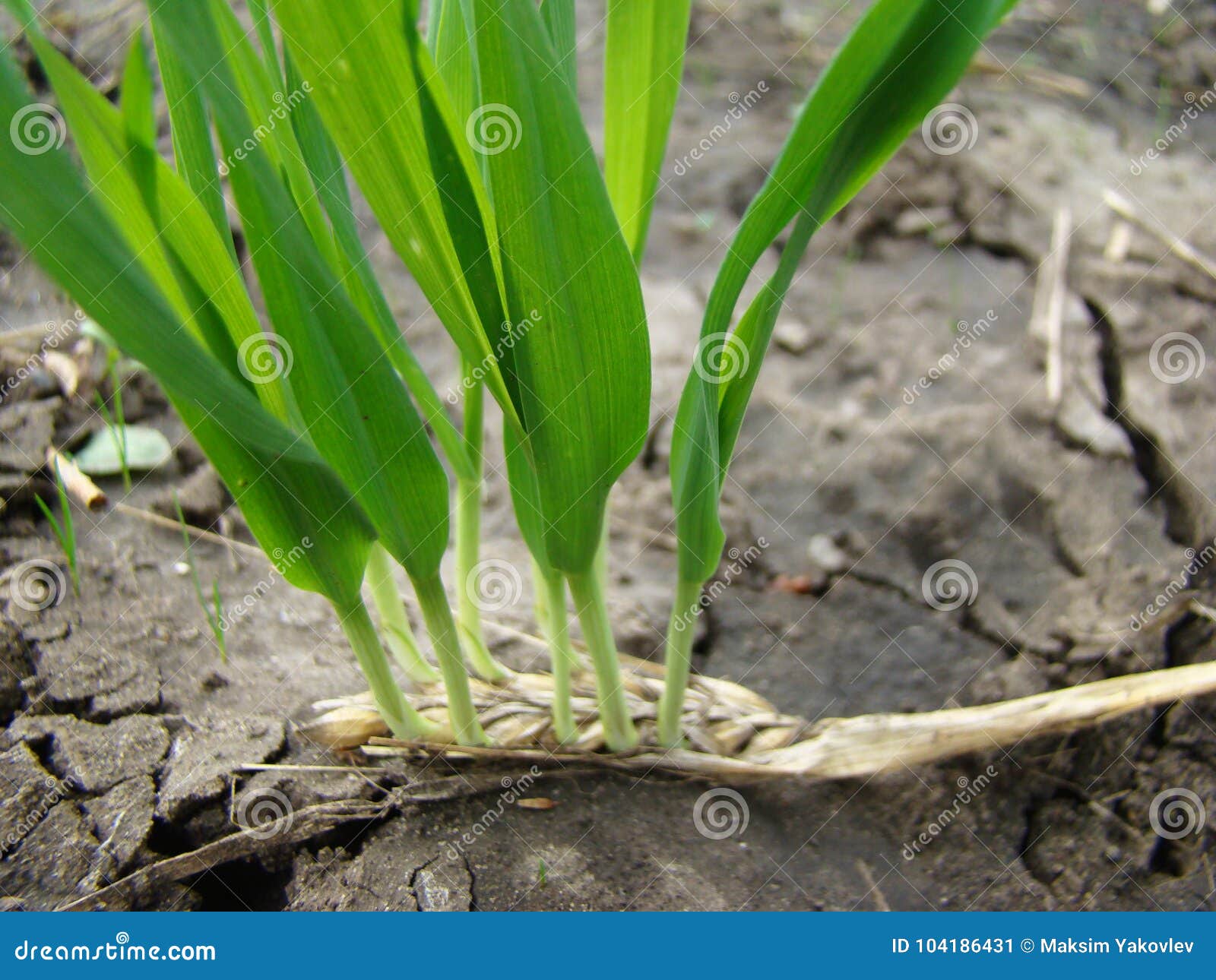 Trigo brotado imagen de archivo. Imagen de germinado - 104186431