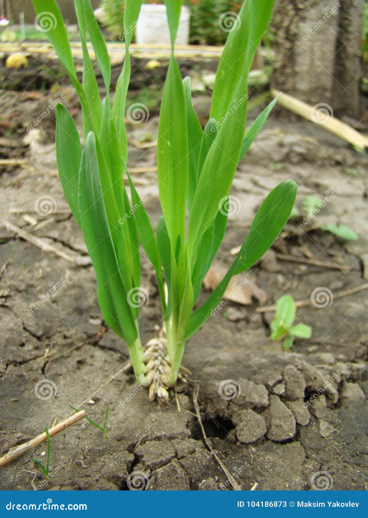 Trigo brotado imagen de archivo. Imagen de nuevo, invierno - 104186873