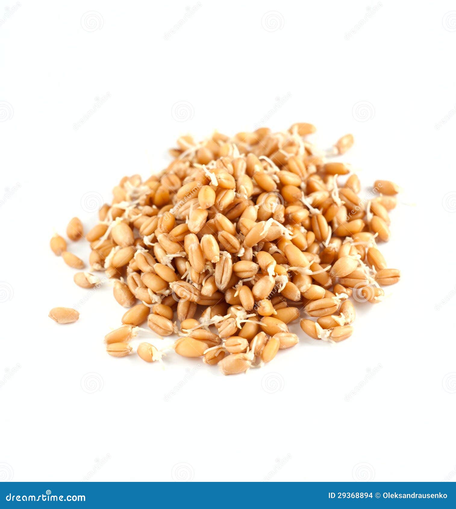 Trigo brotado en blanco foto de archivo. Imagen de trigo - 29368894