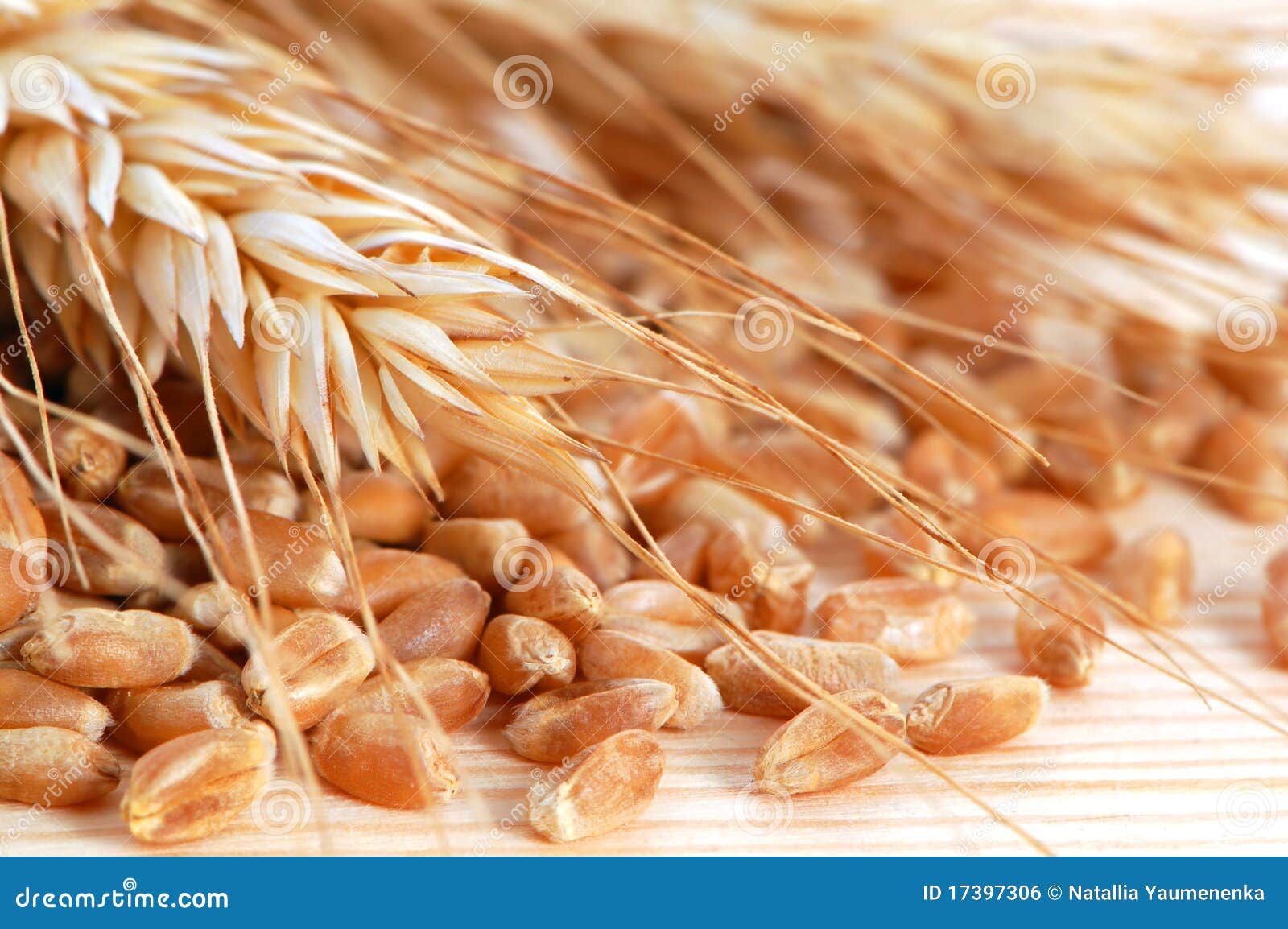 Trigo com sementes foto de stock. Imagem de macro, alimento - 17397306
