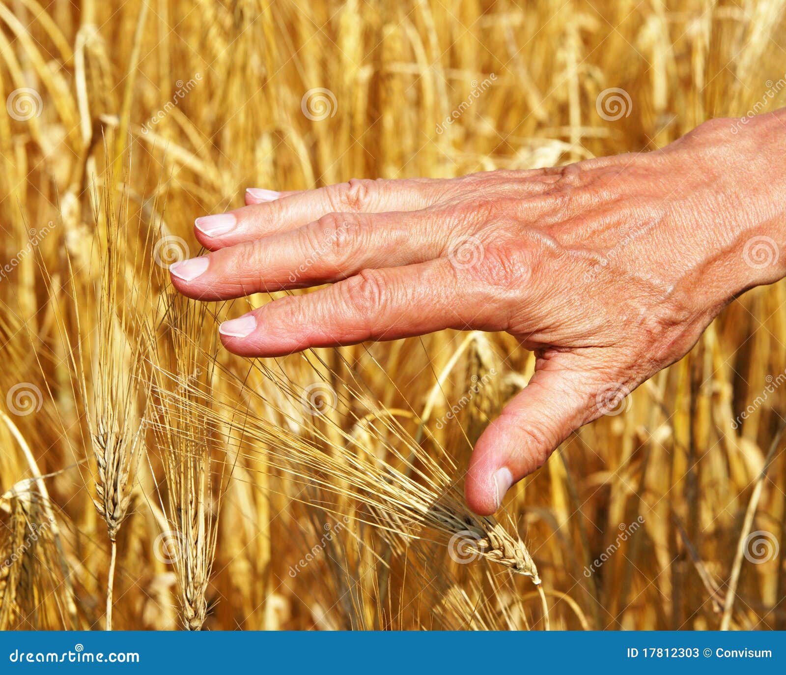 Trigo De Oro Conmovedor De La Mano Imagen de archivo - Imagen de ...