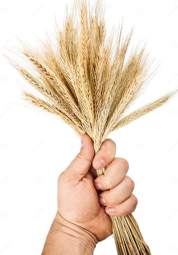 Trigo Del Control De La Mano Foto de archivo - Imagen de hornada ...