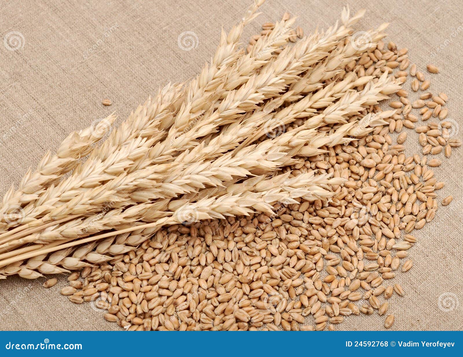 Trigo e wheat-ears foto de stock. Imagem de seco, cevada - 24592768