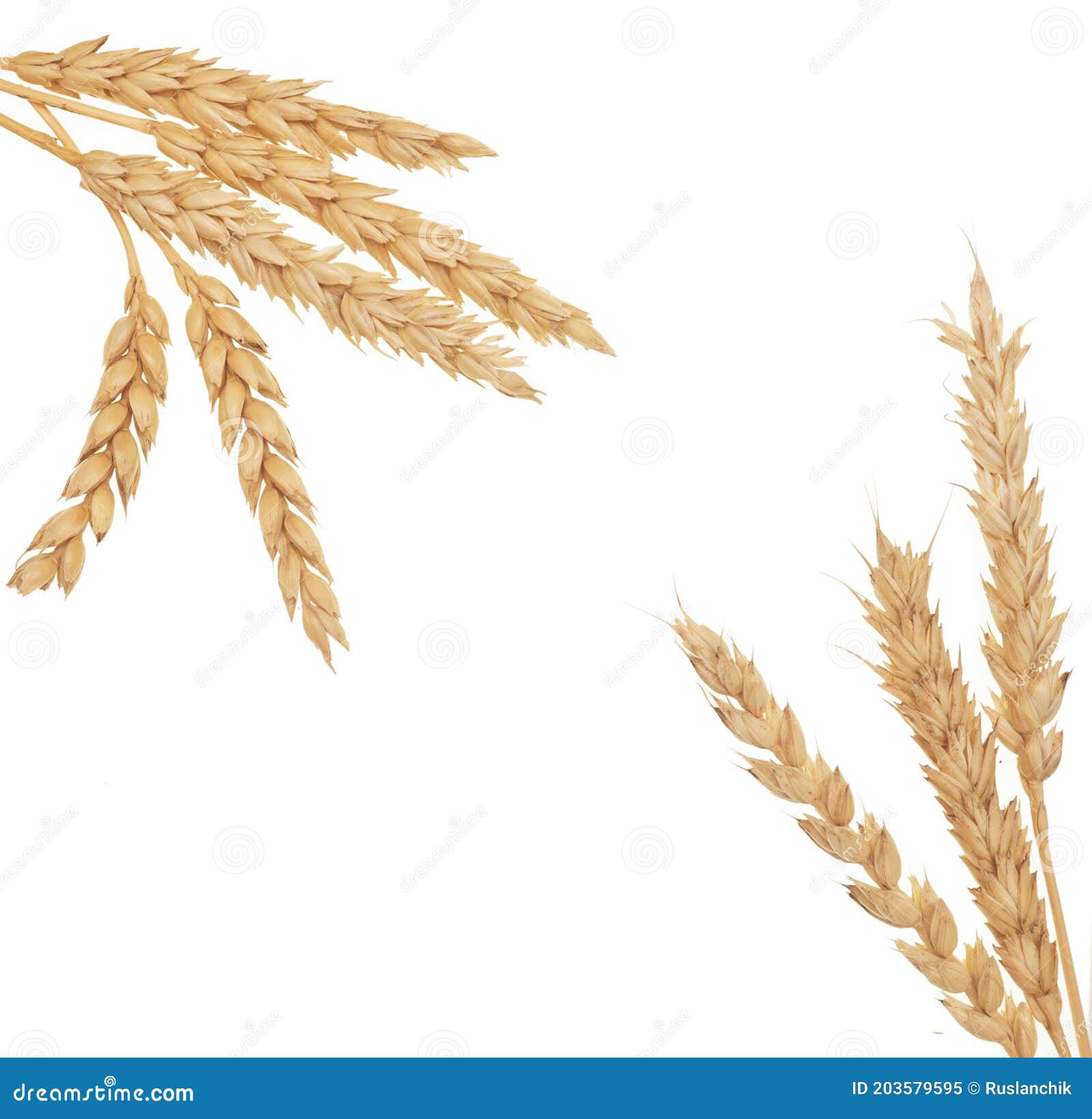 Trigo en blanco imagen de archivo. Imagen de macro, campo - 203579595