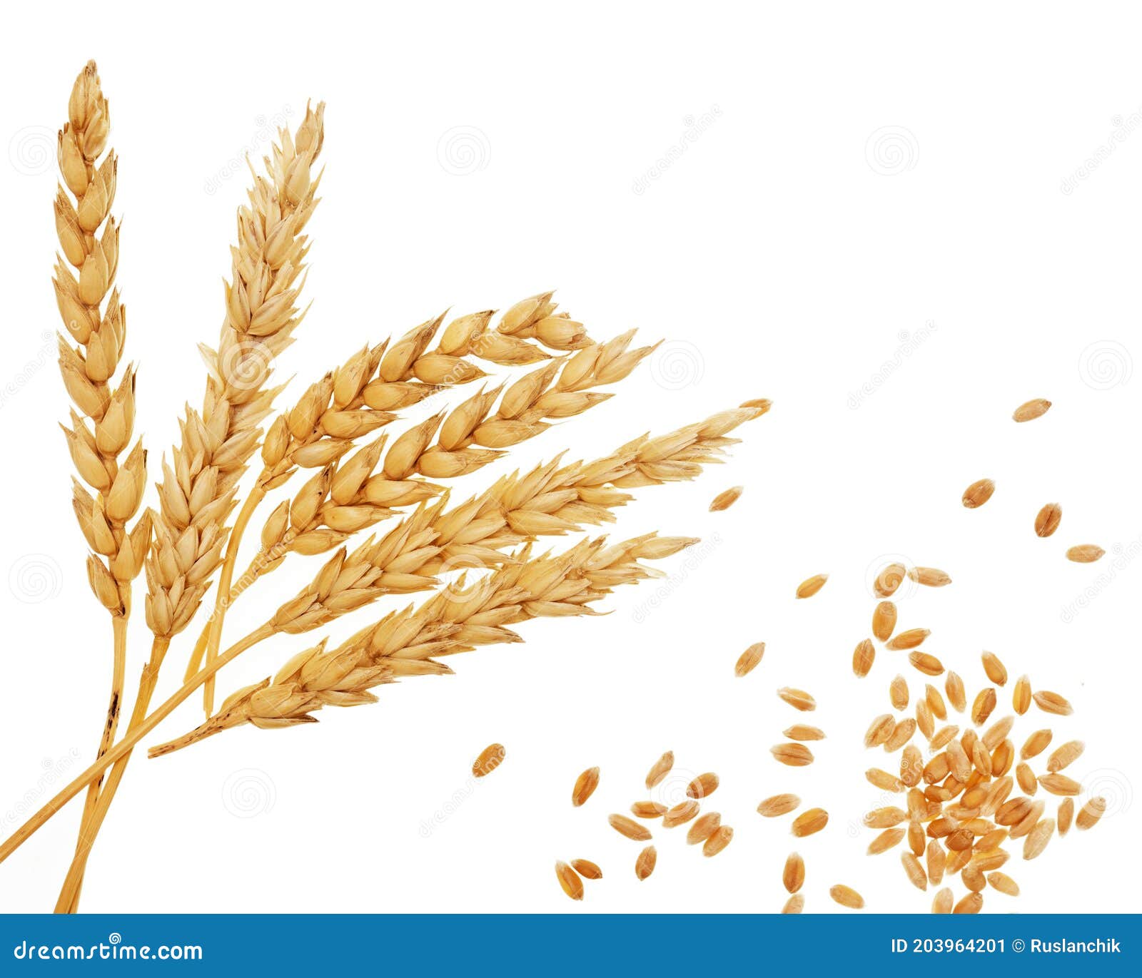 Trigo en blanco imagen de archivo. Imagen de grano, crecimiento - 203964201