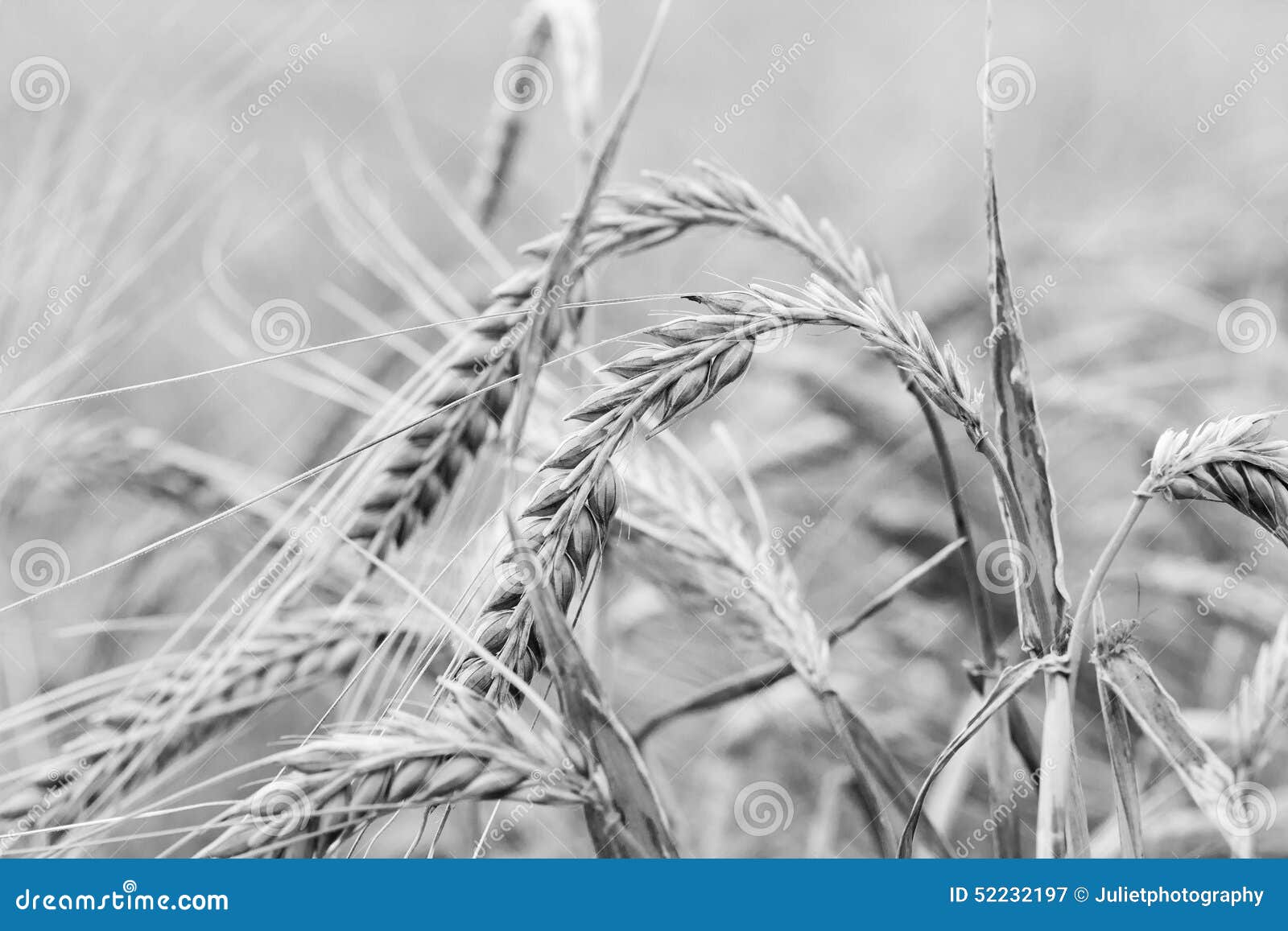 Trigo Blanco Y Negro Campo De Trigo En Blanco Y Negro Foto De Stock Y
