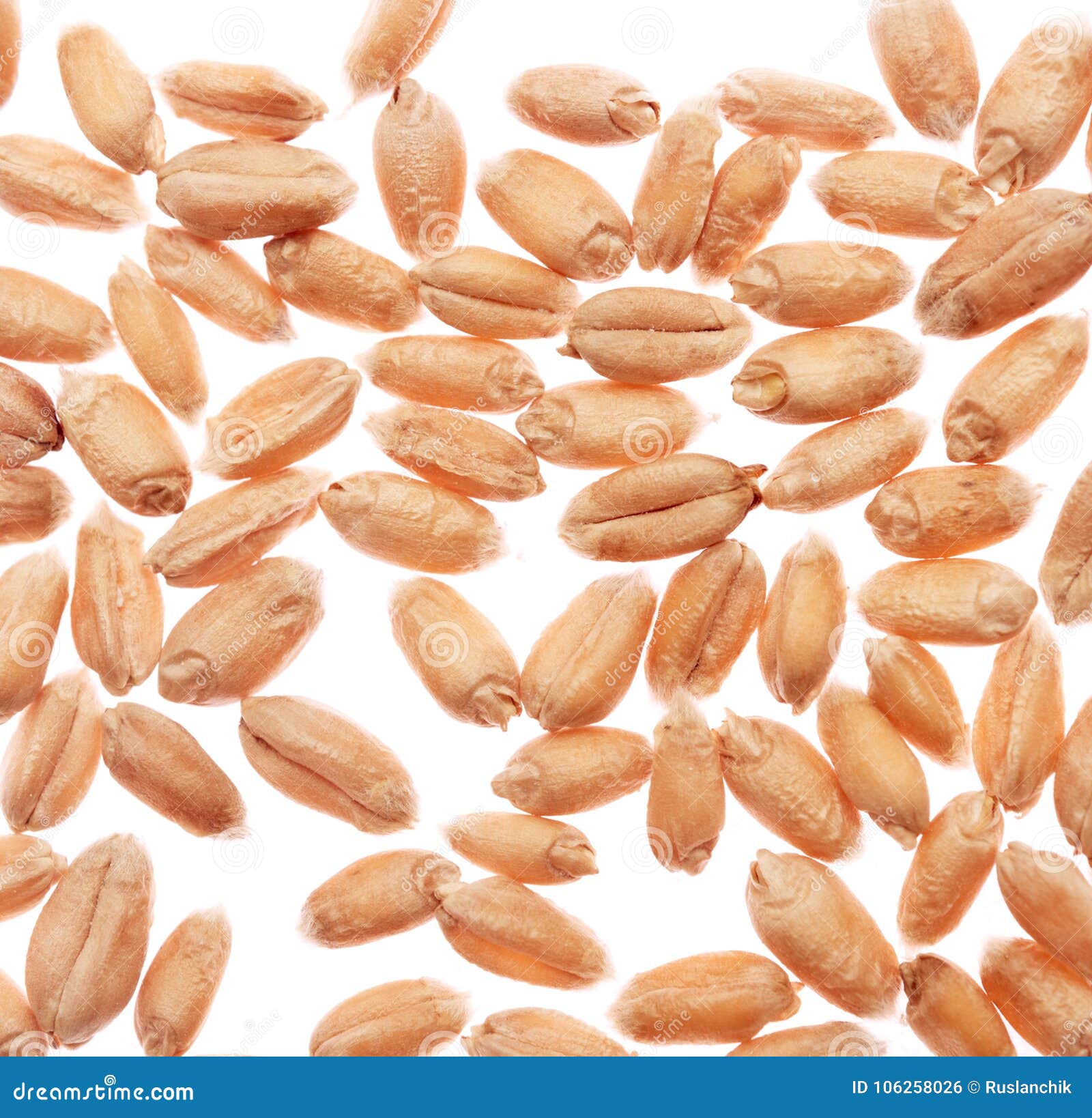 Trigo en el fondo blanco foto de archivo. Imagen de agricultura - 106258026