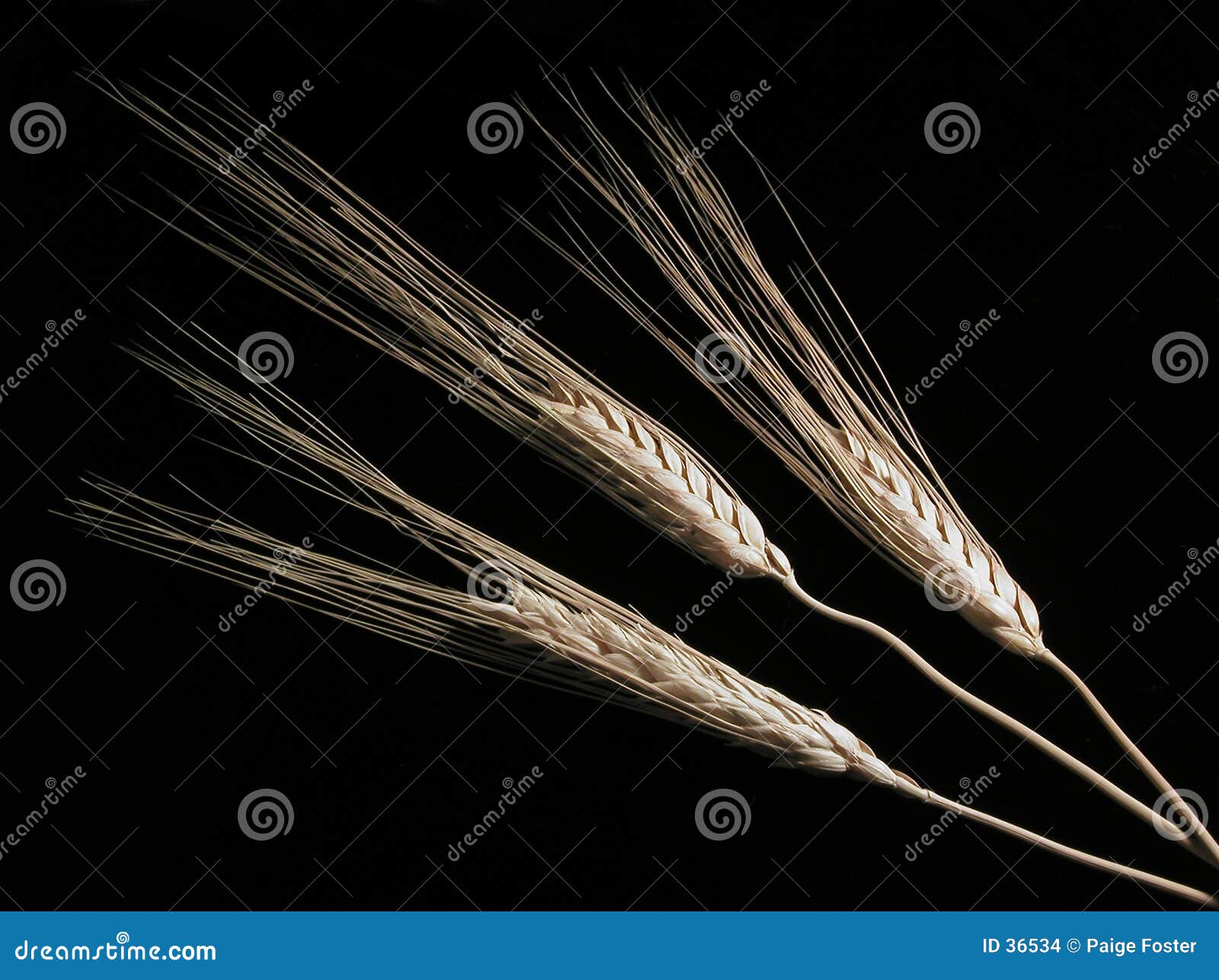 Trigo en negro foto de archivo. Imagen de alimento, negro - 36534