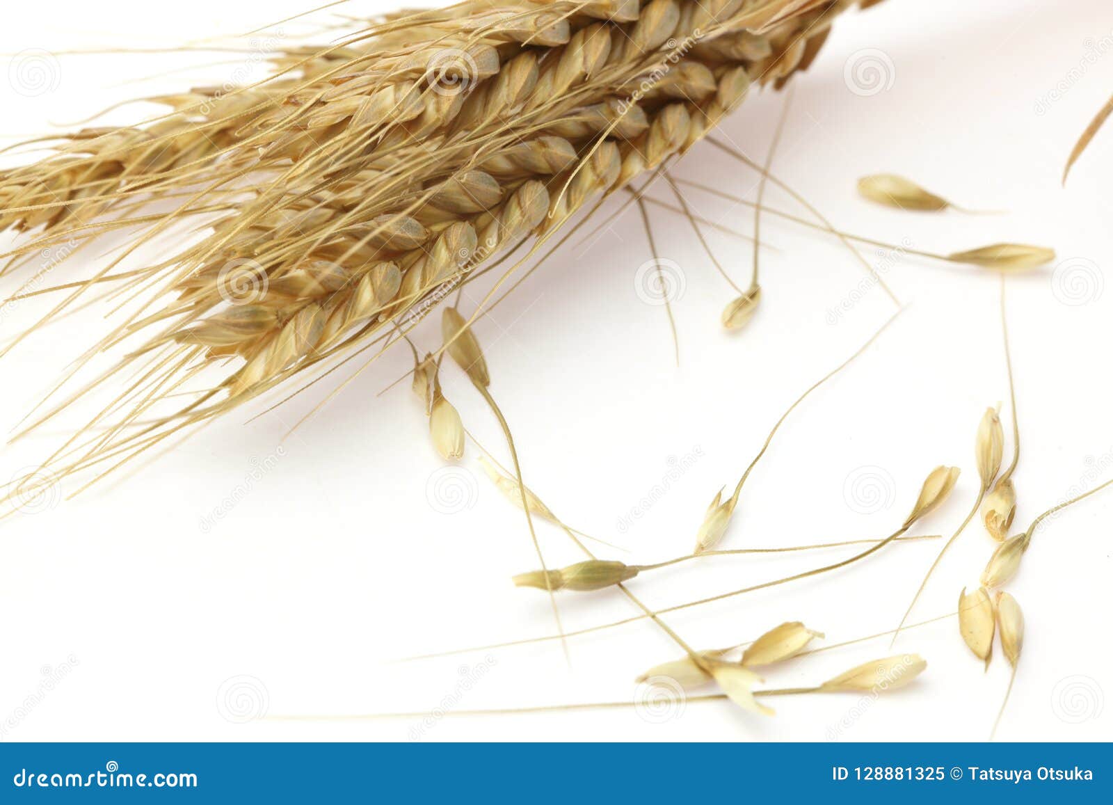 Trigo en un fondo blanco imagen de archivo. Imagen de corte - 128881325
