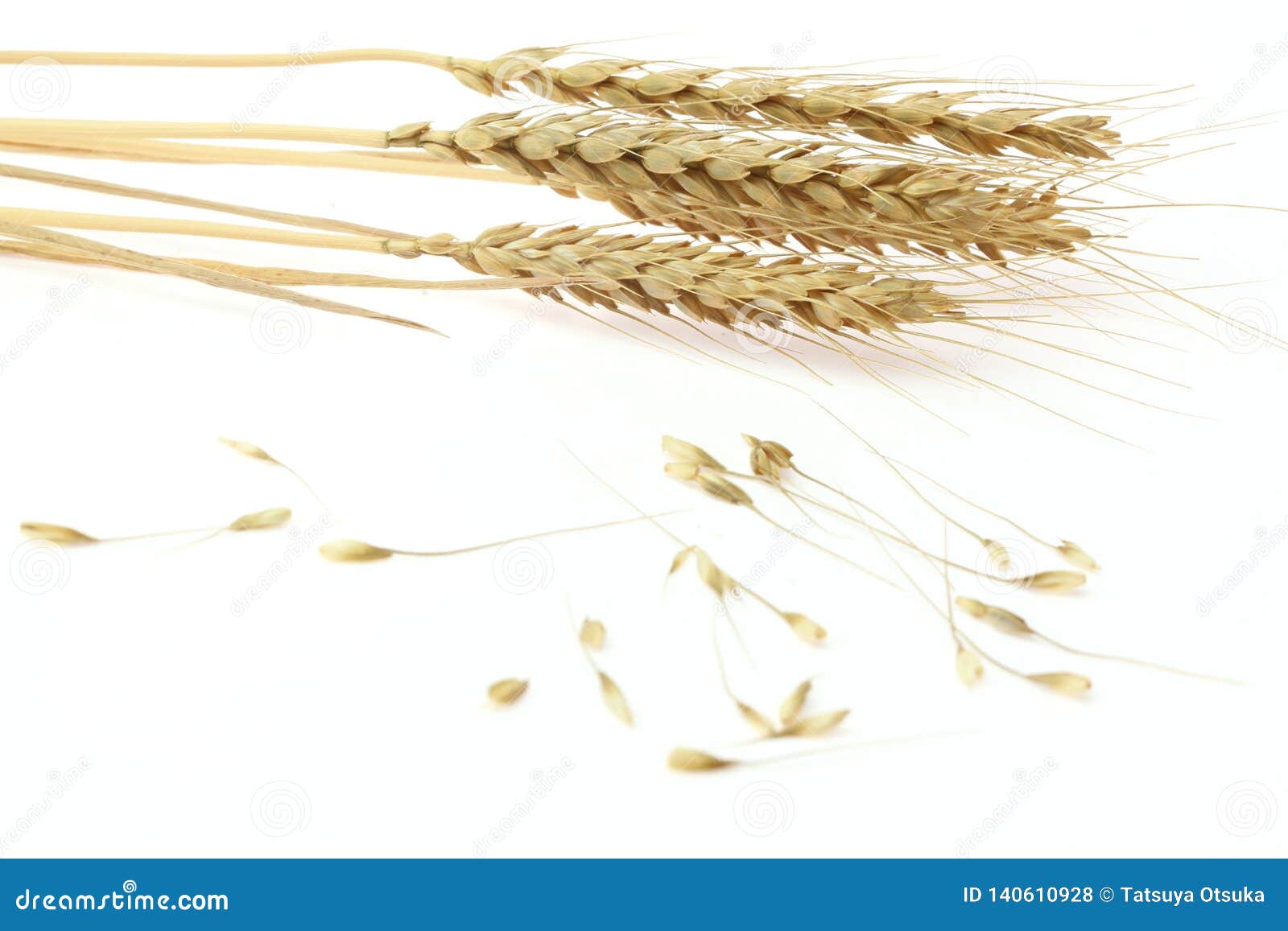 Trigo en un fondo blanco foto de archivo. Imagen de alimento - 140610928