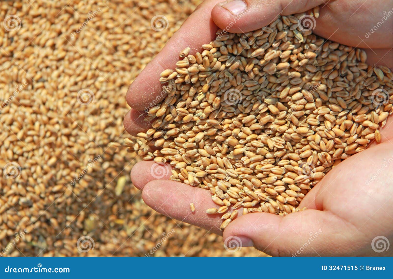 Trigo en una mano imagen de archivo. Imagen de gente - 32471515