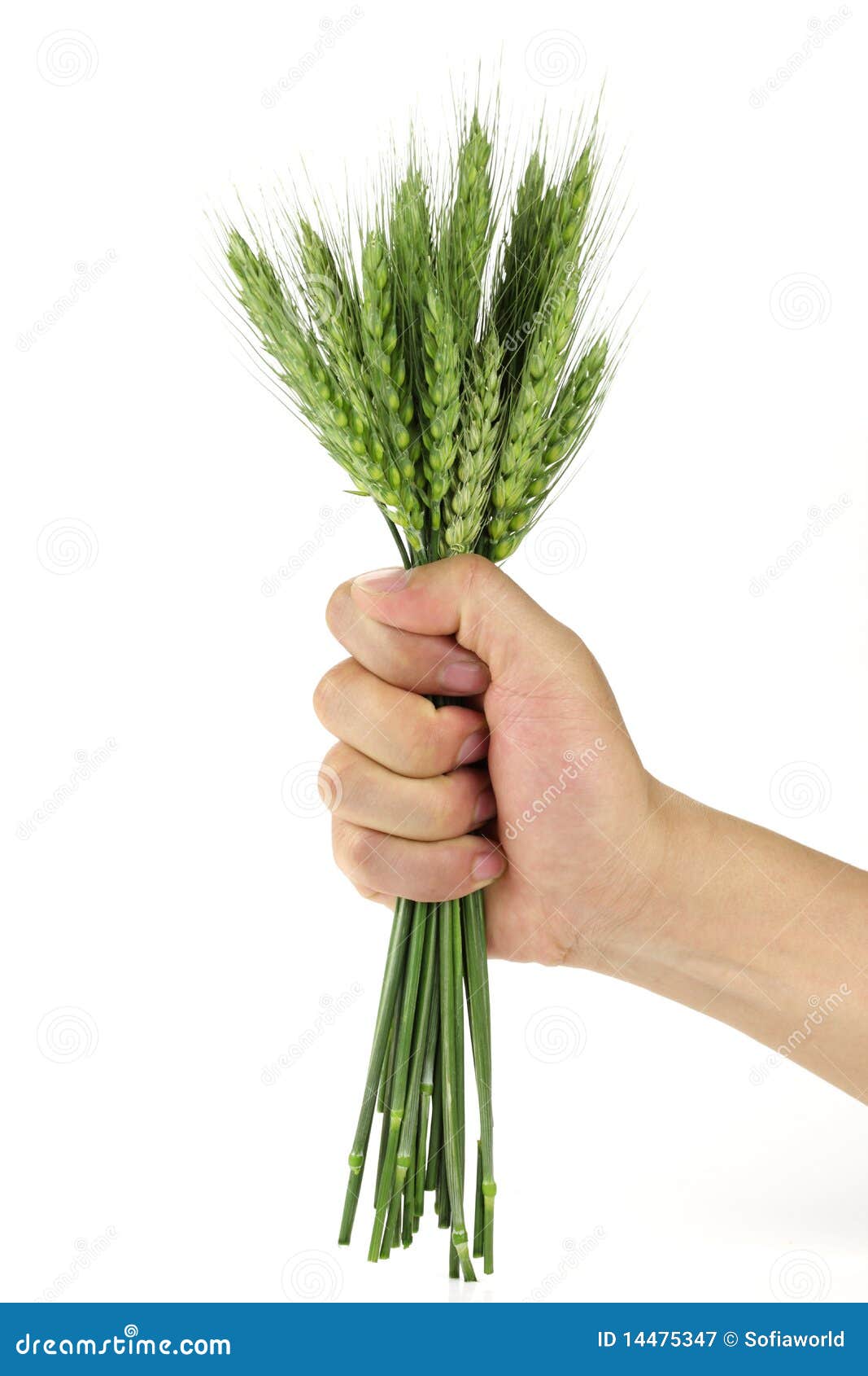 Trigo fresco en una mano imagen de archivo. Imagen de grano - 14475347