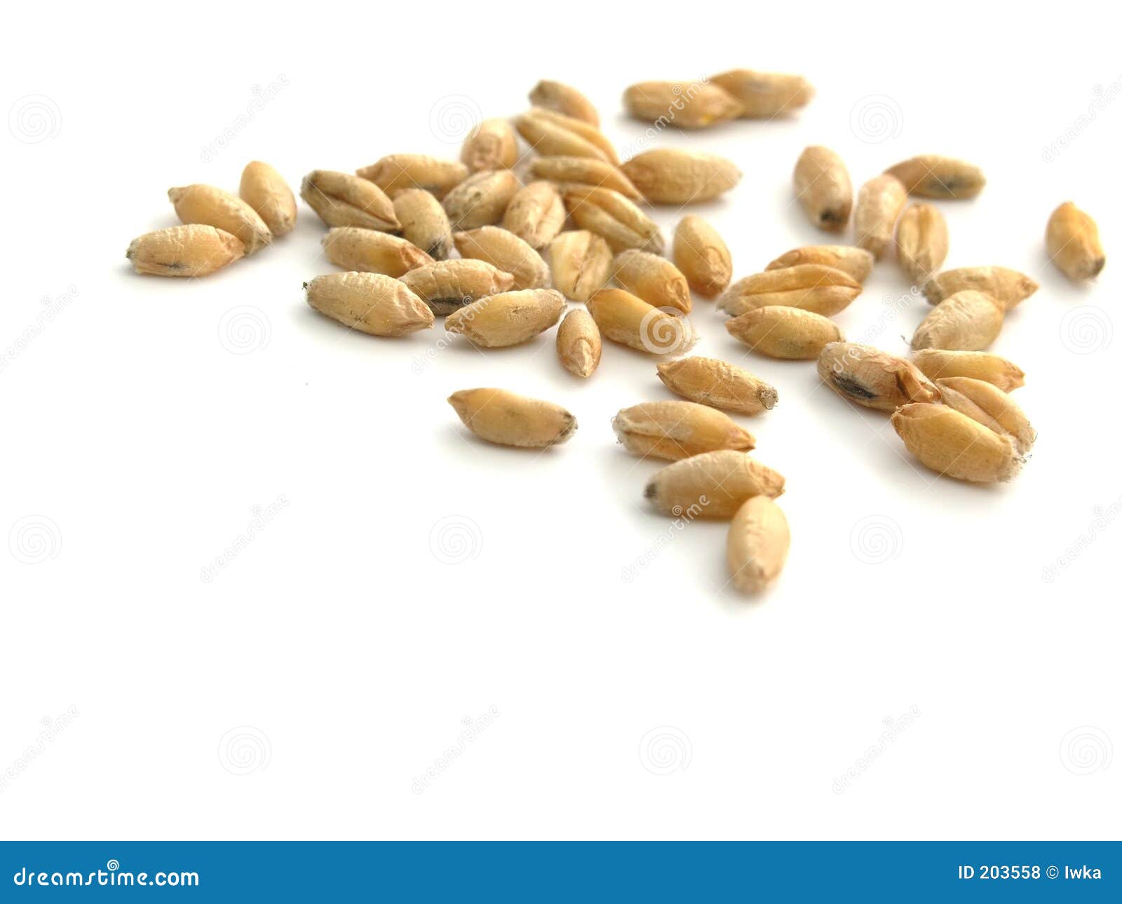 Trigo - grão foto de stock. Imagem de ganho, redondo, detalhes - 203558