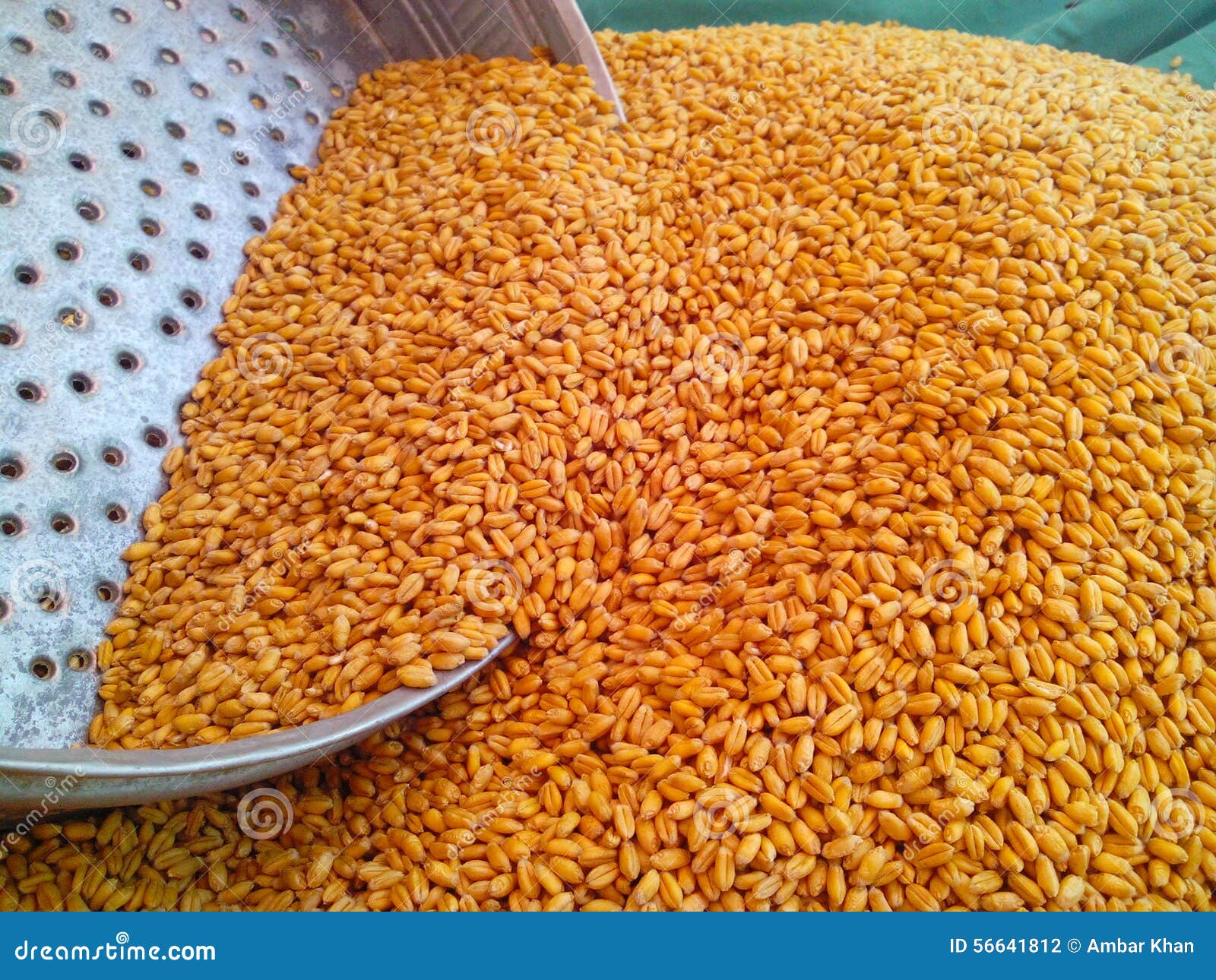 Trigo (grano entero) foto de archivo. Imagen de granjero - 56641812