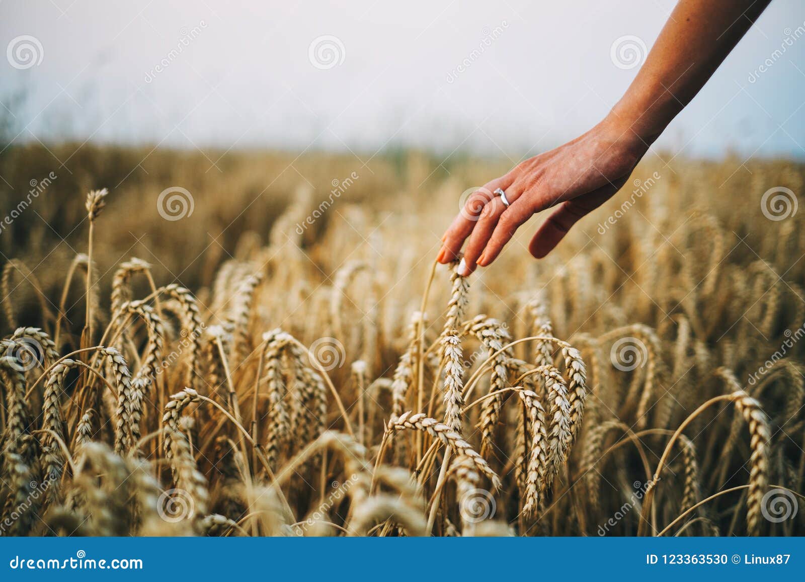 Trigo a mano foto de archivo. Imagen de planta, crezca - 123363530