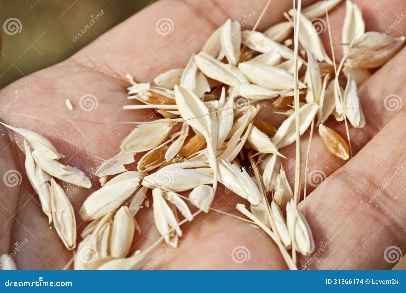 Trigo a mano foto de archivo. Imagen de verano, cereal - 31366174