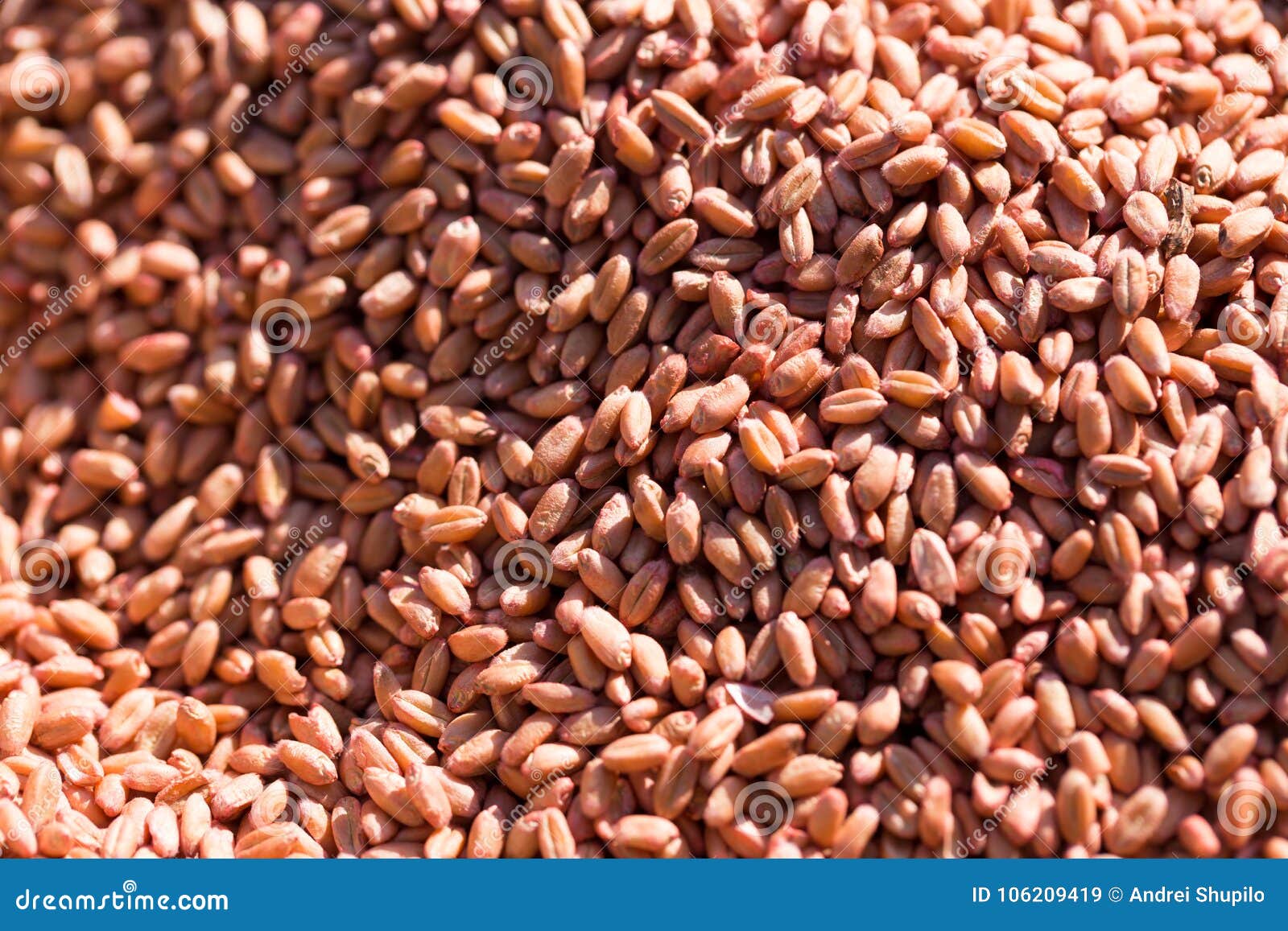 Trigo rojo como fondo imagen de archivo. Imagen de alimento - 106209419