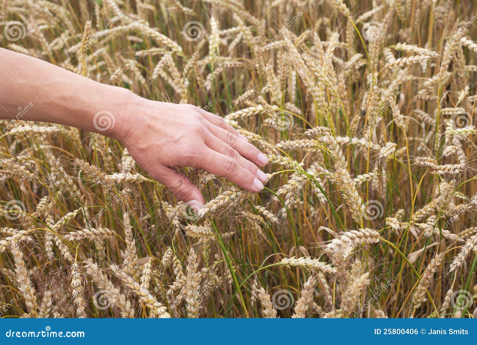 Trigo y mano. foto de archivo. Imagen de humano, granja - 25800406