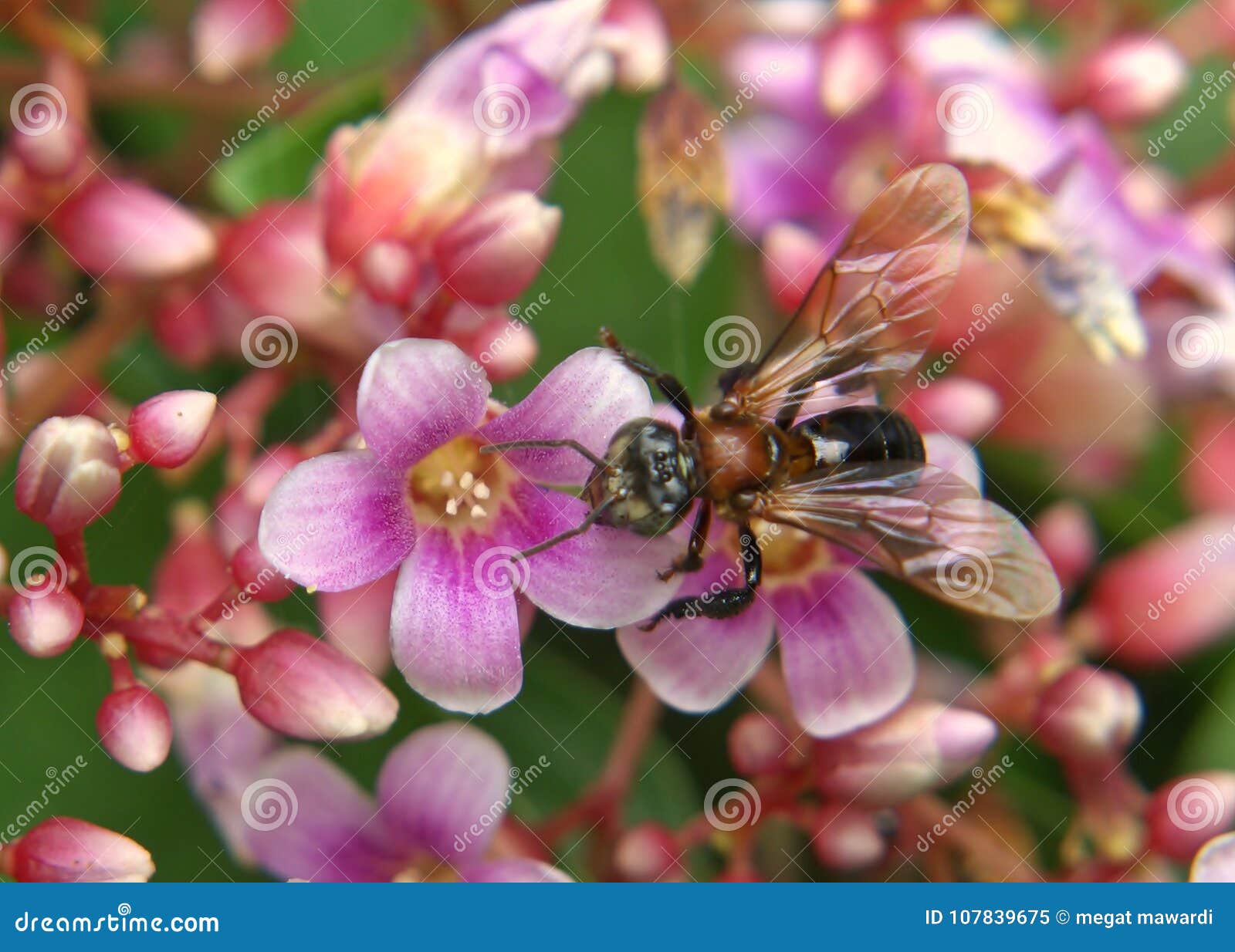 Trigona bee stock image. Image of trigona, flower, natural - 107839675