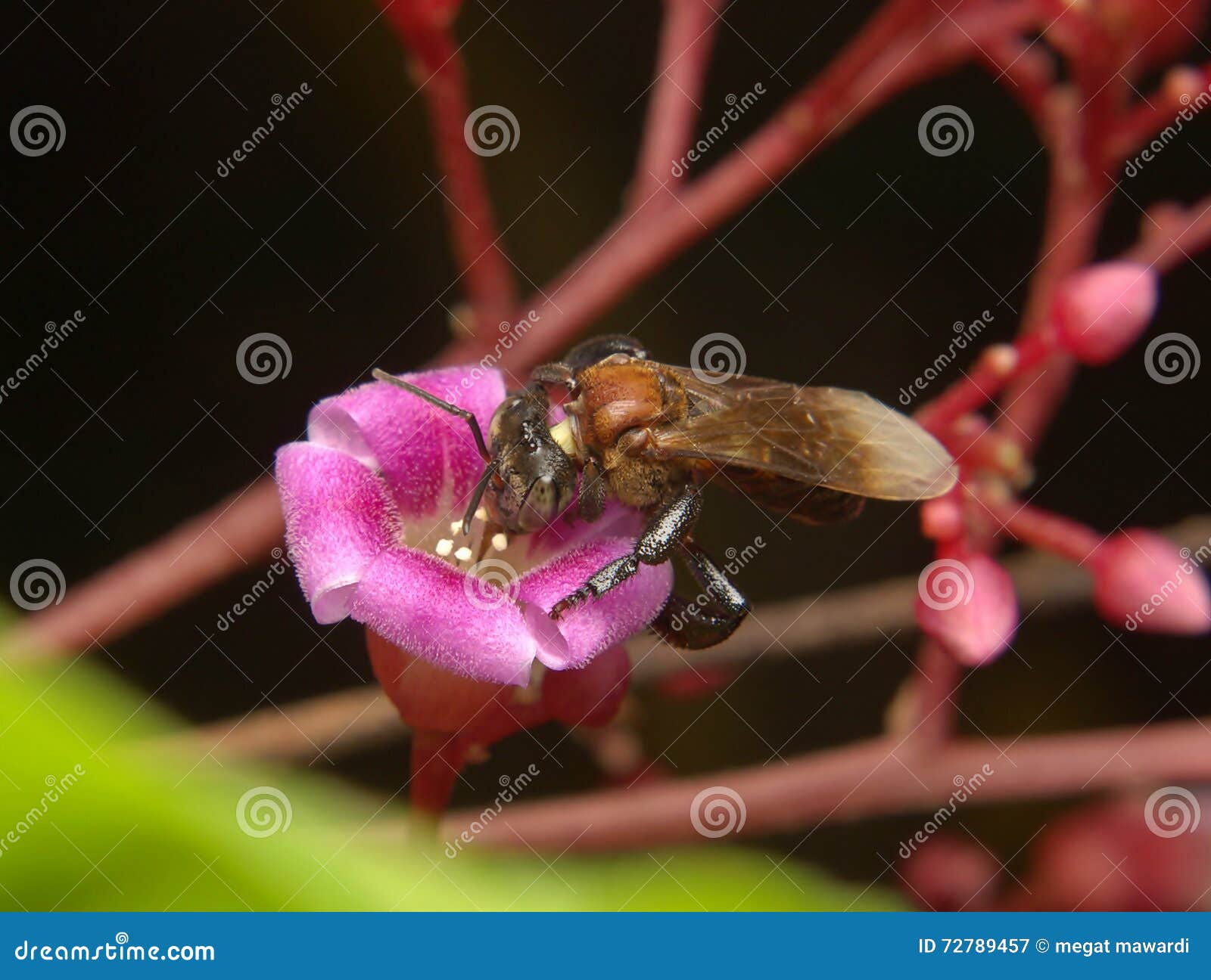 Trigona bee stock image. Image of hornet, pollinator - 72789457