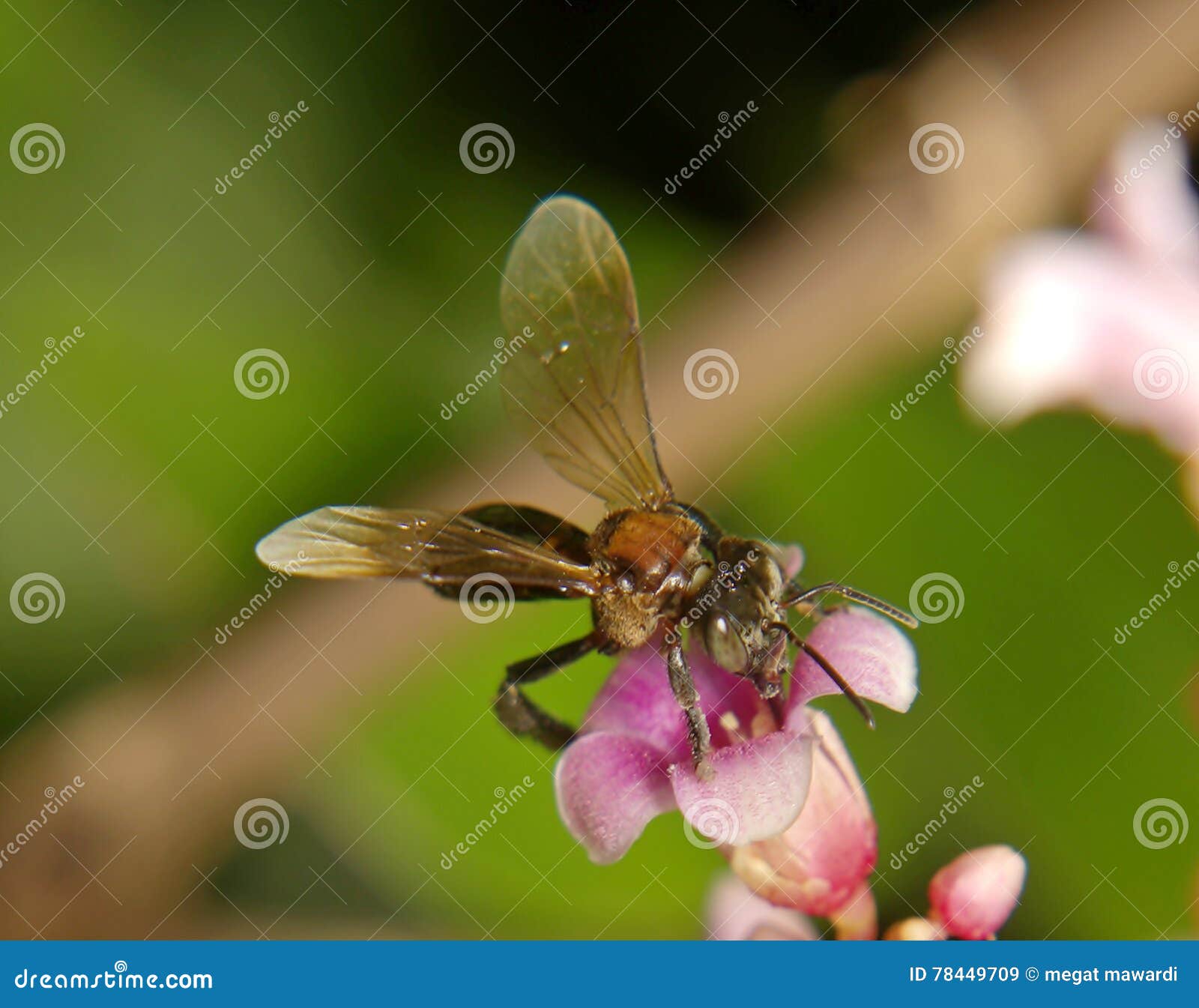 Trigona bee stock image. Image of nature, flower, kelulut - 78449709