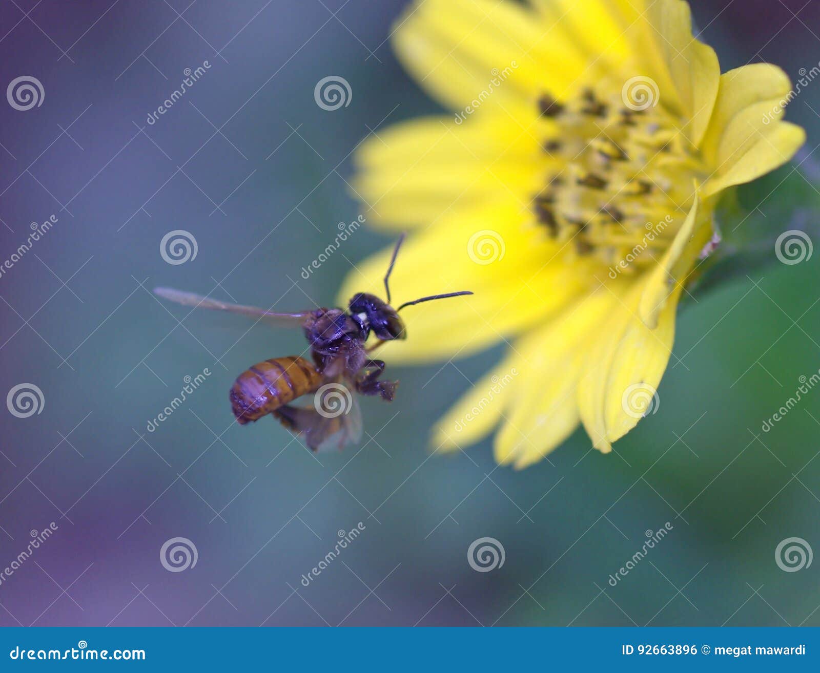 Trigona bee stock photo. Image of petal, pollen, pest - 92663896