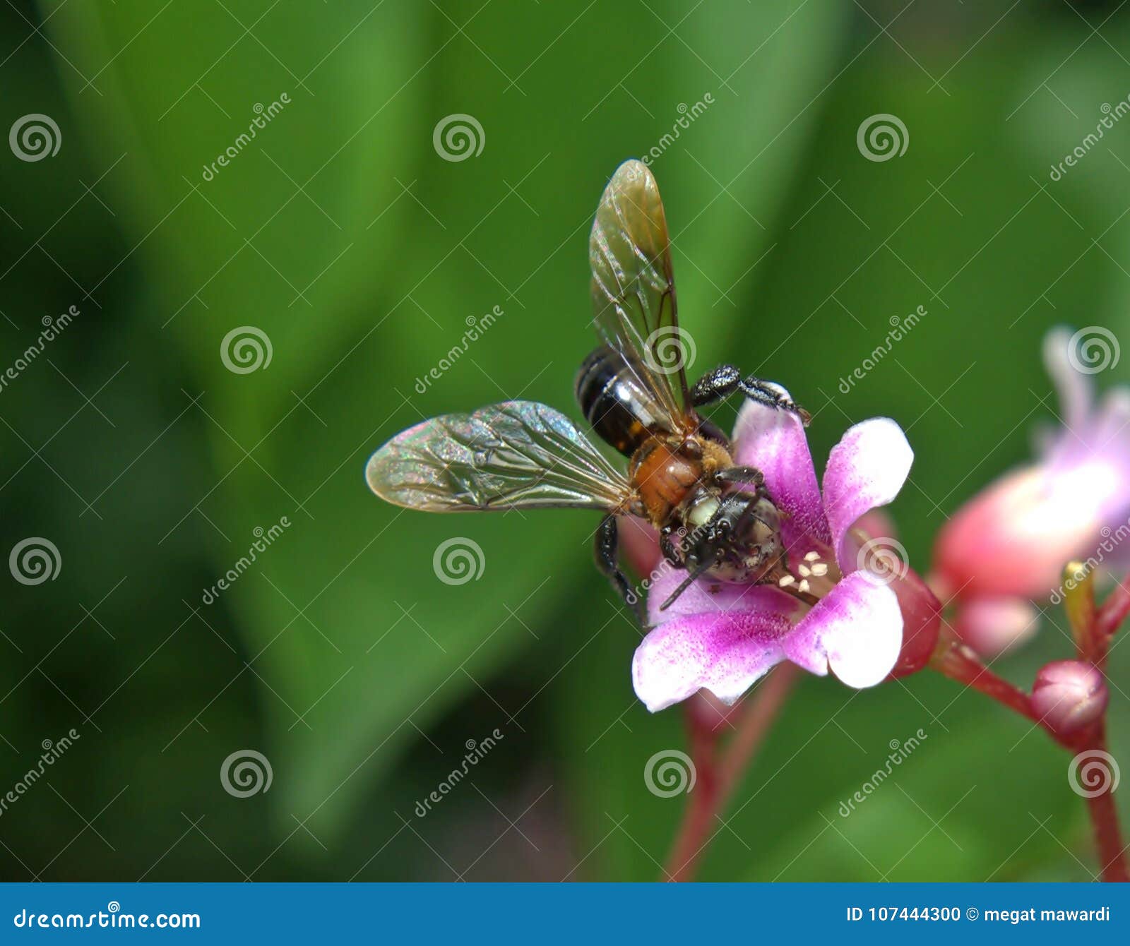 Trigona bee stock photo. Image of honey, trigona, flower - 107444300
