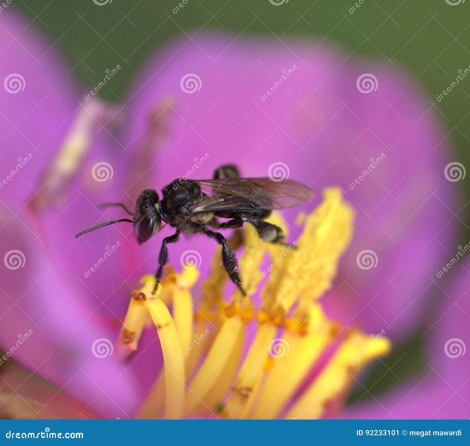Trigona bee stock image. Image of work, keluluy, insect - 92233101