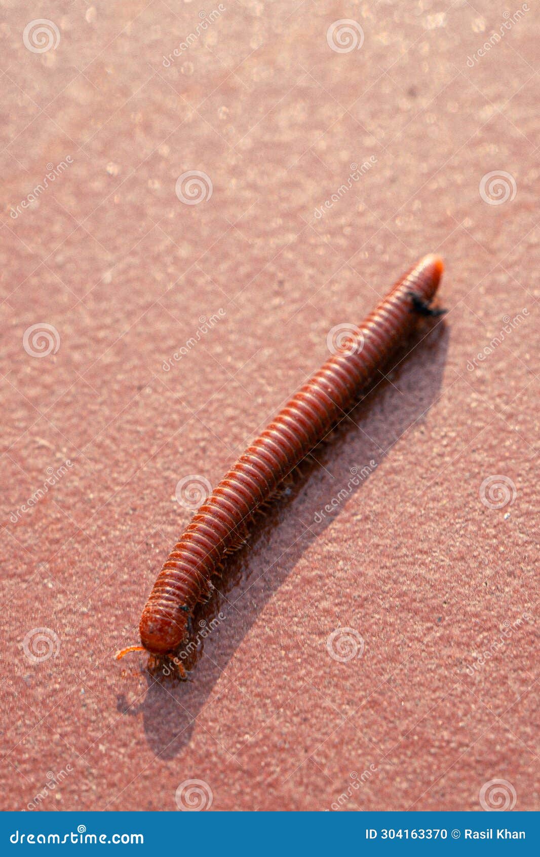 Trigoniulus Corallinus, Sometimes Called the Rusty Millipede Stock ...