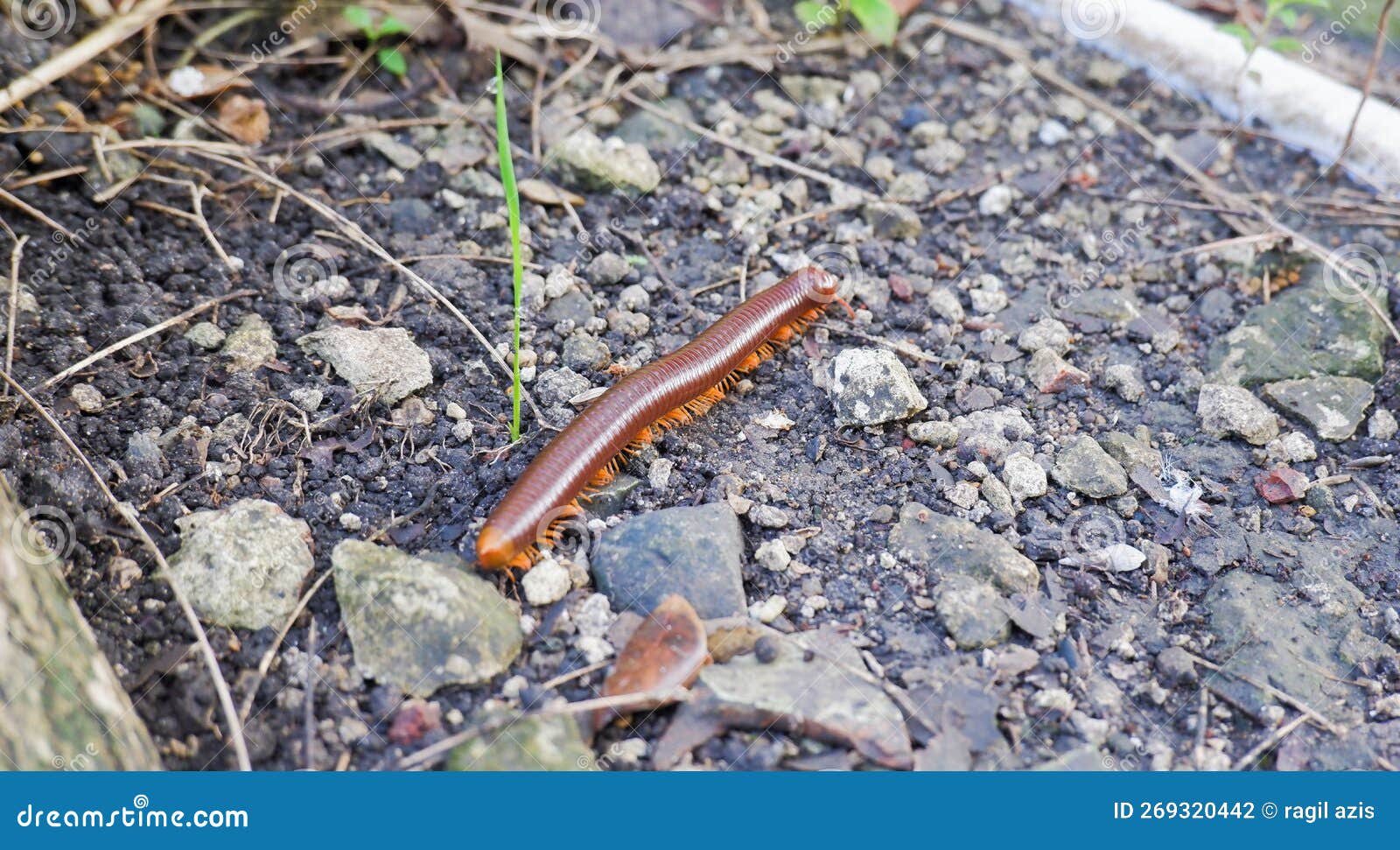 Trigoniulus Corallinus, Sometimes Called the Rusty Millipede or Common ...