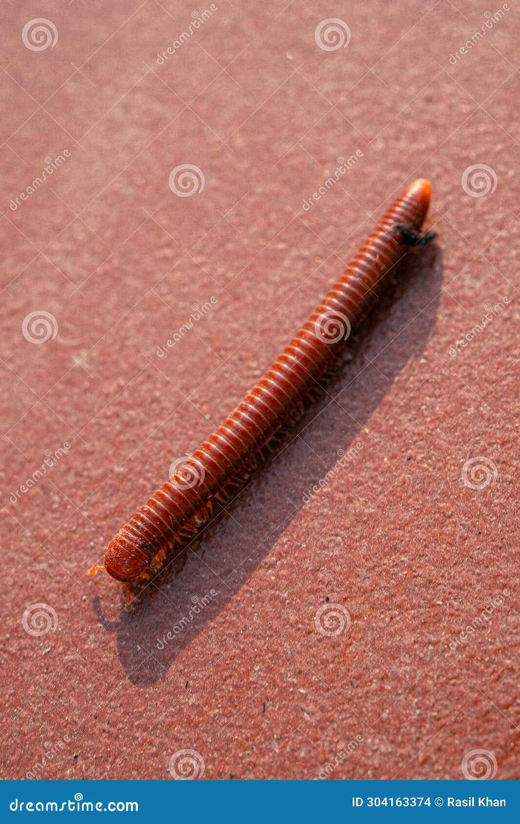 Trigoniulus Corallinus, Sometimes Called the Rusty Millipede Stock ...