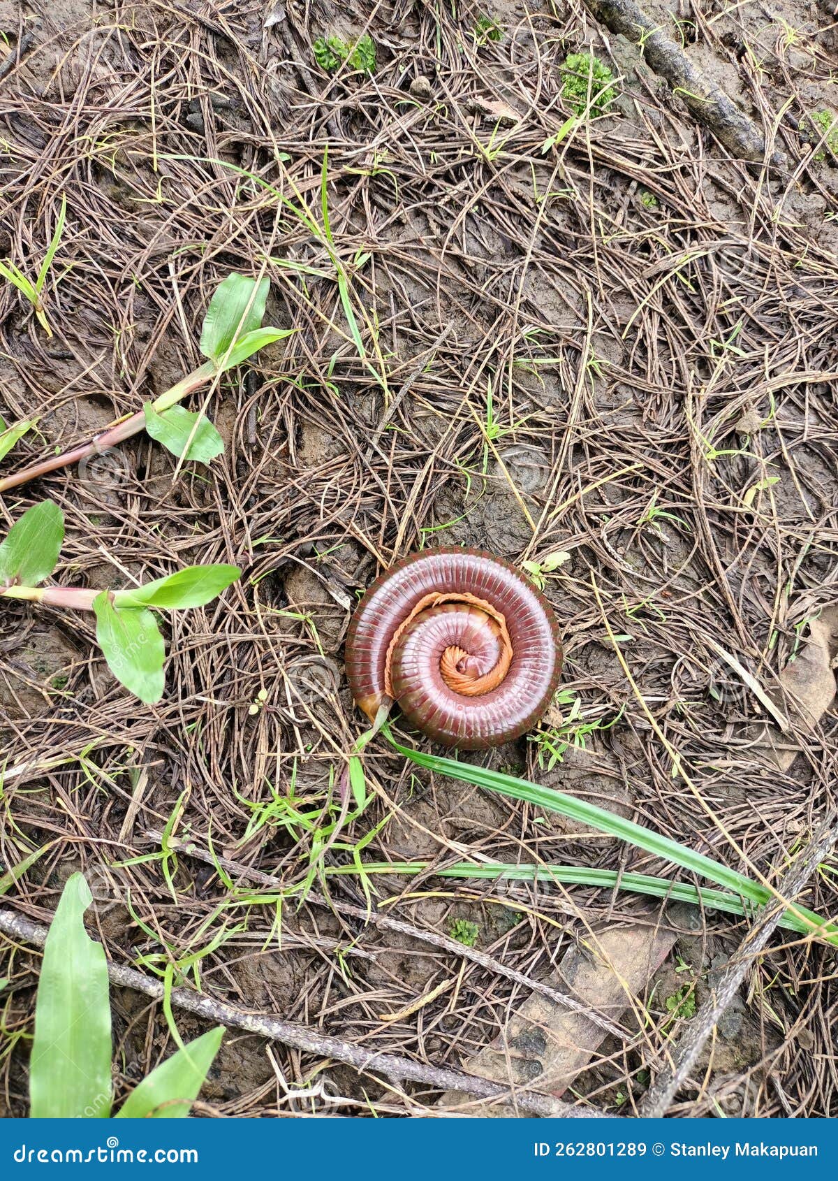 Trigonius Corallinus or Rusty Millipede Stock Image - Image of leaf ...