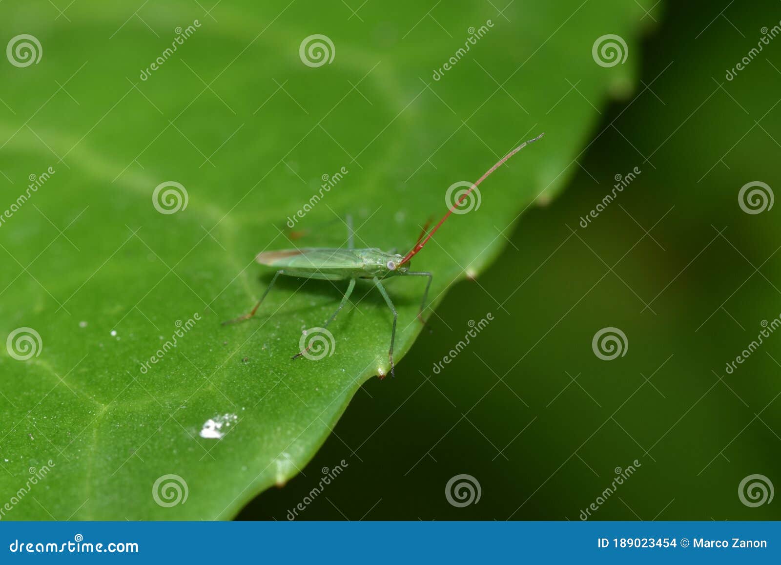 Trigonotylus Caelestialium with Its Distinctive Red Antennae Stock ...