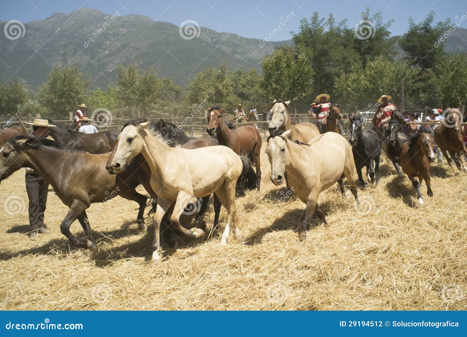 Trilla editorial photography. Image of mounted, manners - 29194512