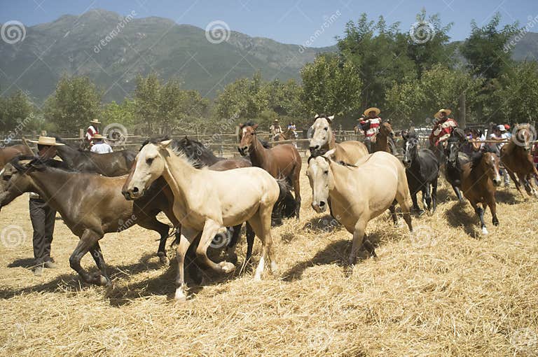 Trilla editorial photography. Image of mounted, manners - 29194512