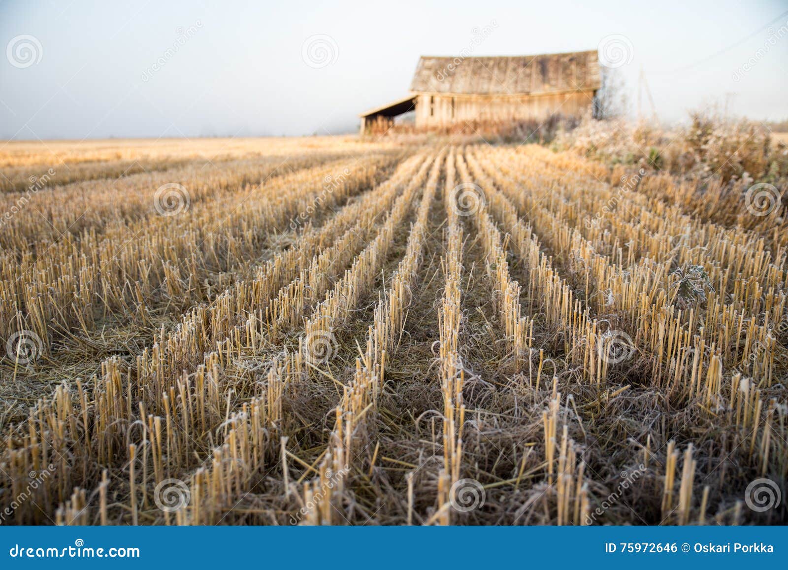Trillado foto de archivo. Imagen de trillado, campo, farmland - 75972646